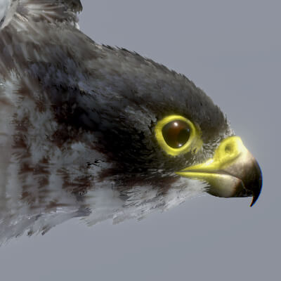 Peregrine Falcon ( Animated 3D Model FBX ) by Nestaeric