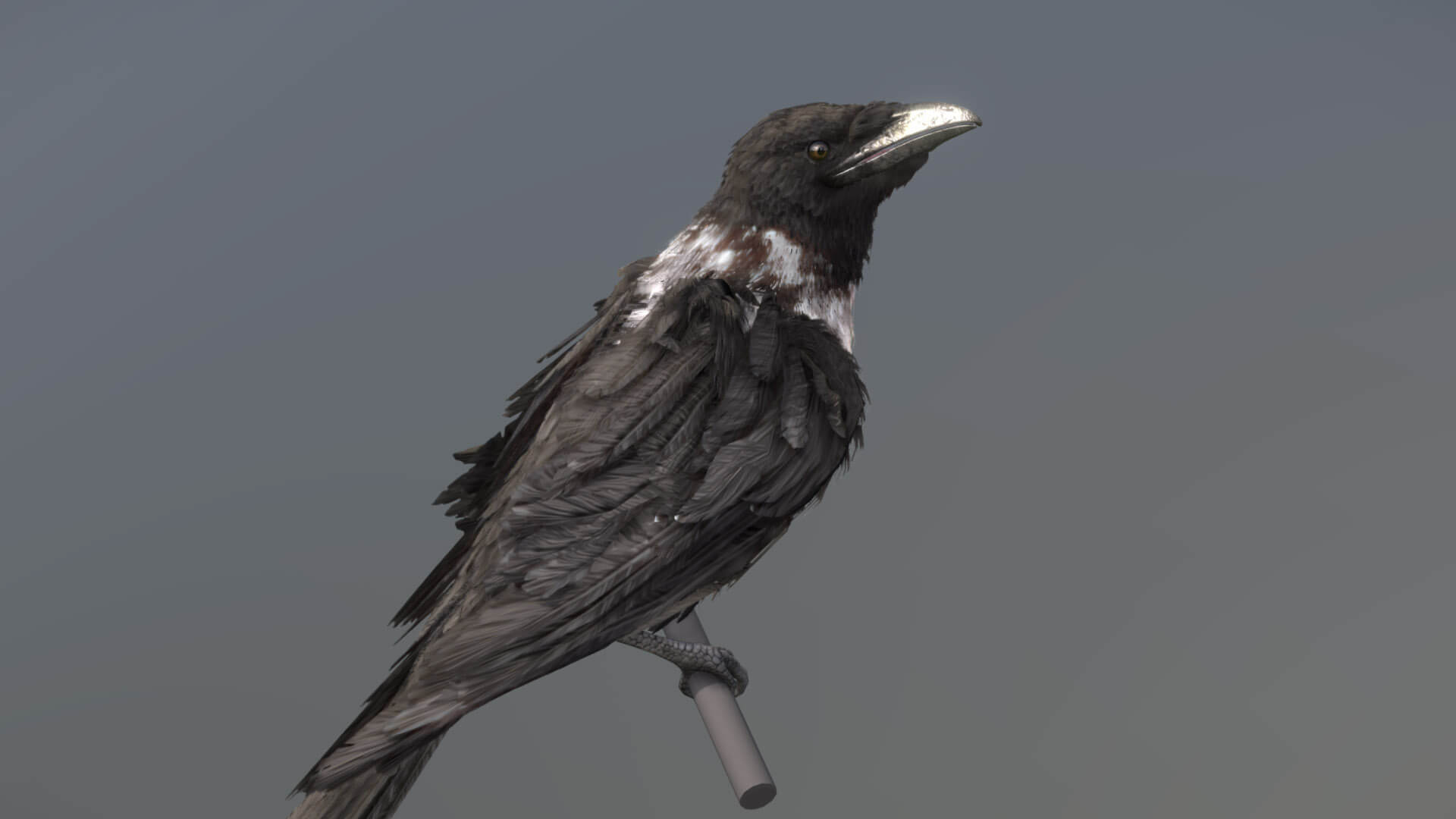 Pied Crow 3D Model by Nestaeric