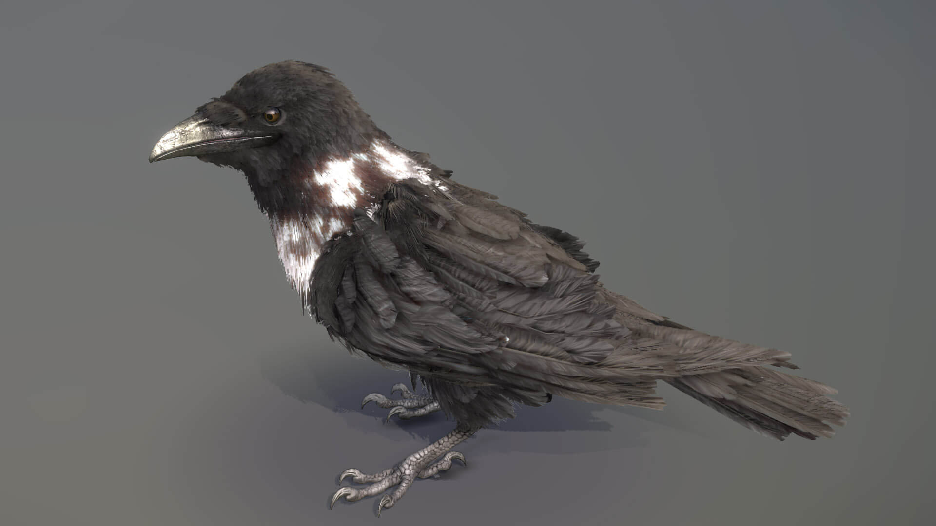 Pied Crow 3D Model by Nestaeric