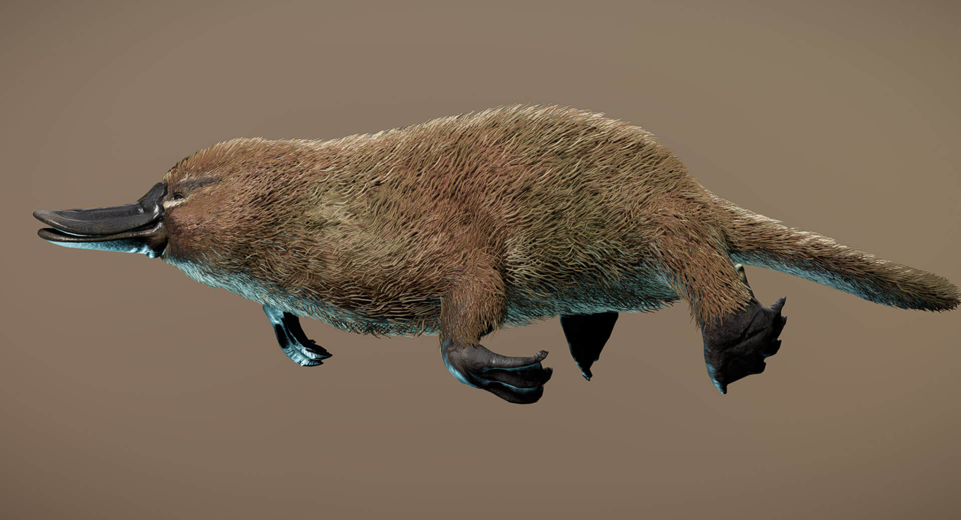 Platypus ♂ ( Animated 3D Model FBX ) by Nestaeric