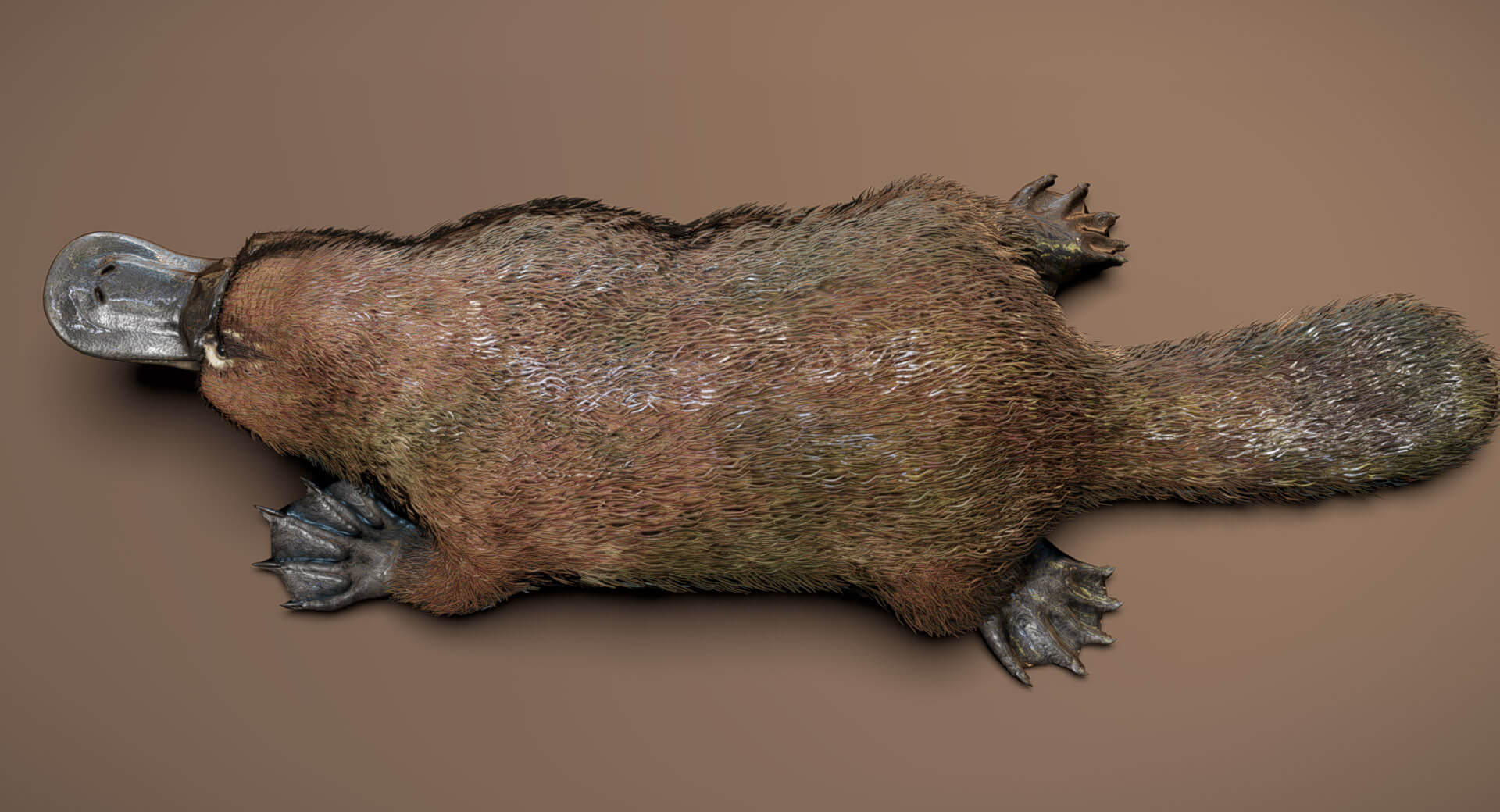 Platypus ♂ ( Animated 3D Model FBX ) by Nestaeric
