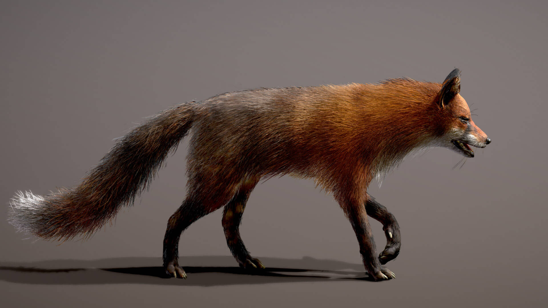 Red Fox 3D Model by Nestaeric