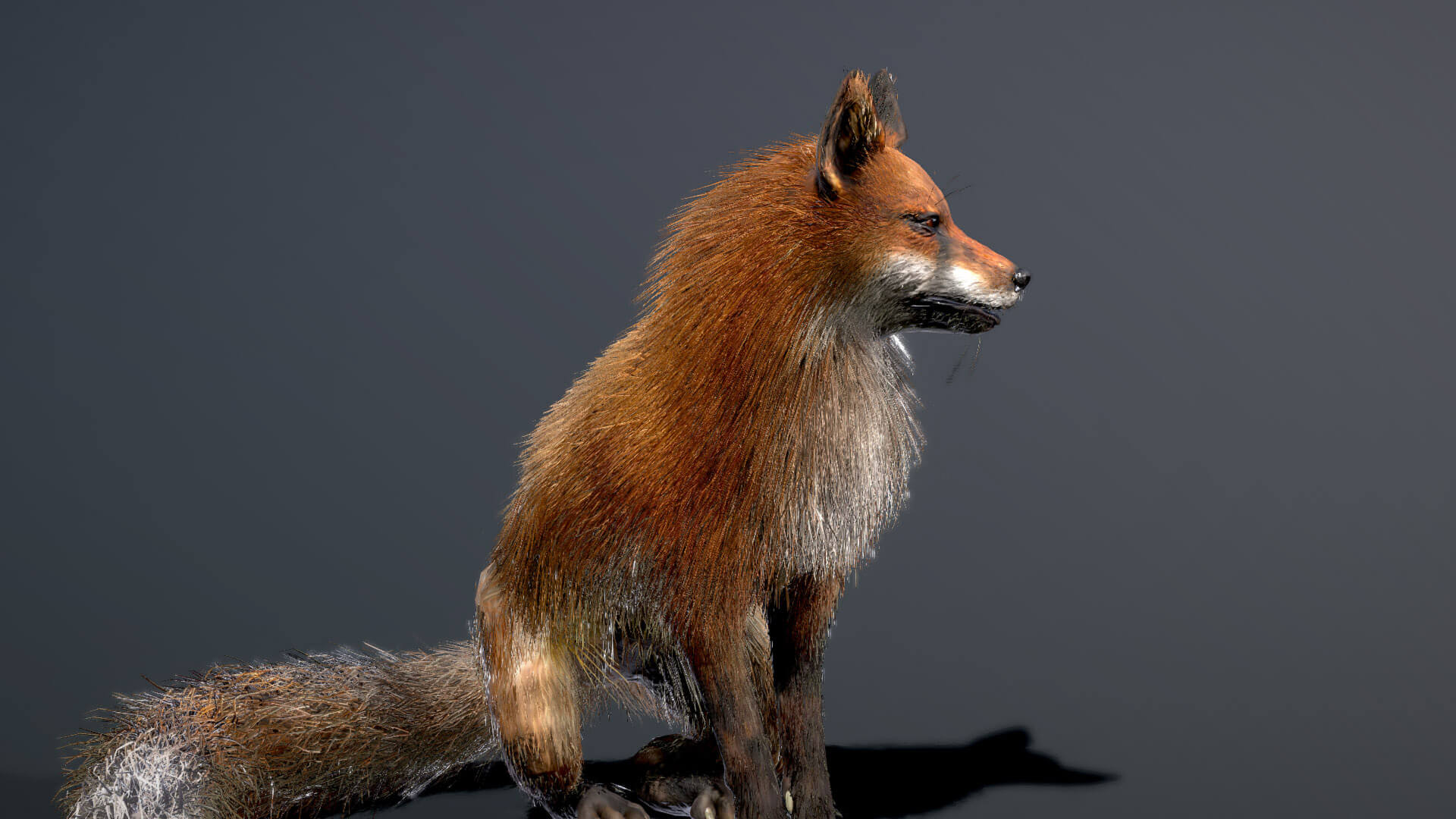 Red Fox 3D Model by Nestaeric