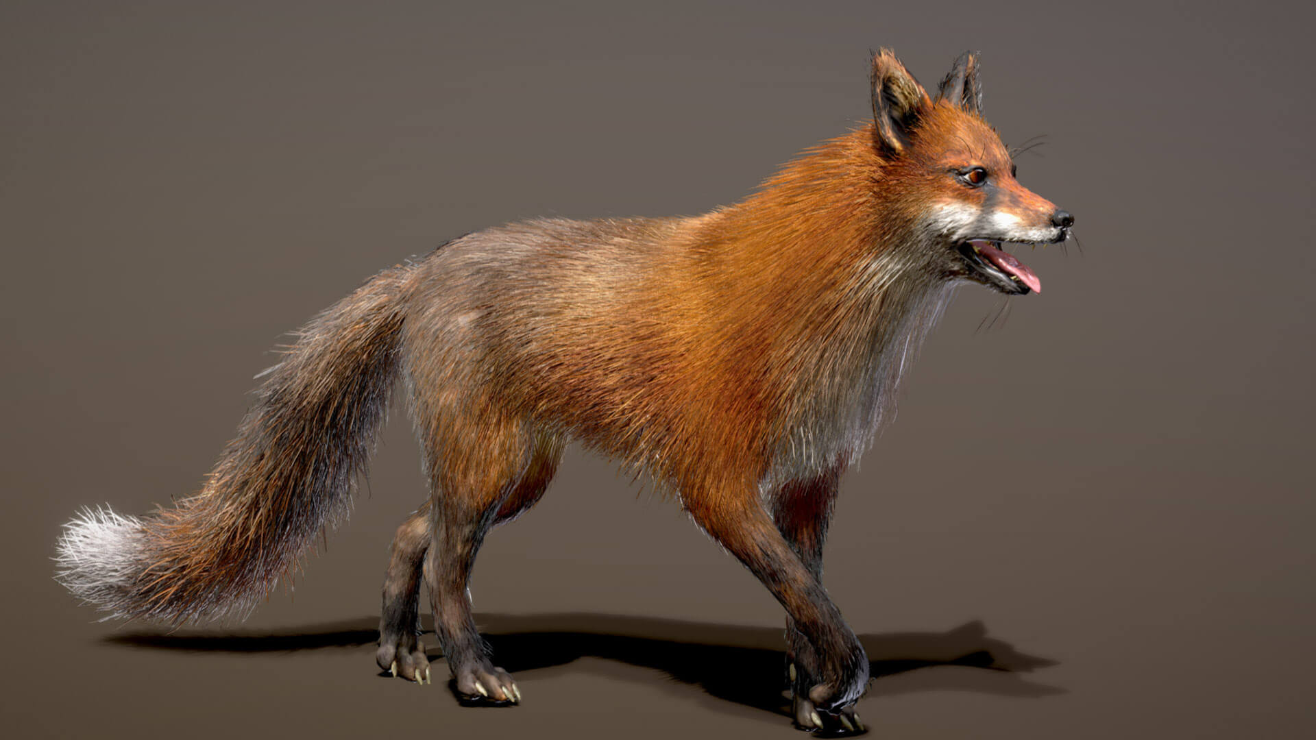 Red Fox 3D Model by Nestaeric