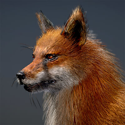 Red Fox 3D Model by Nestaeric