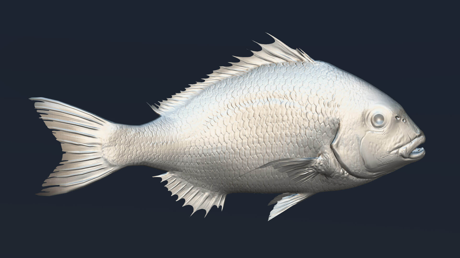 Red Seabream 3D model by Nestaeric