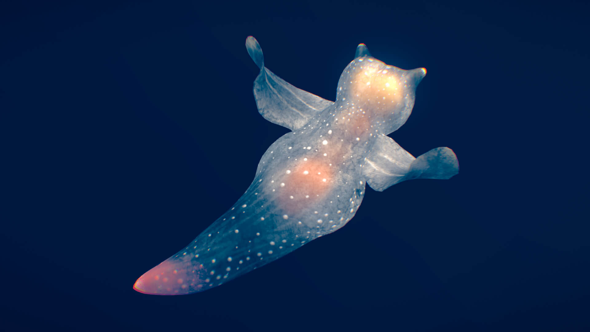 Sea Angel Wallpapers Hd Sea Angel Boat Club (2025) All You Need To