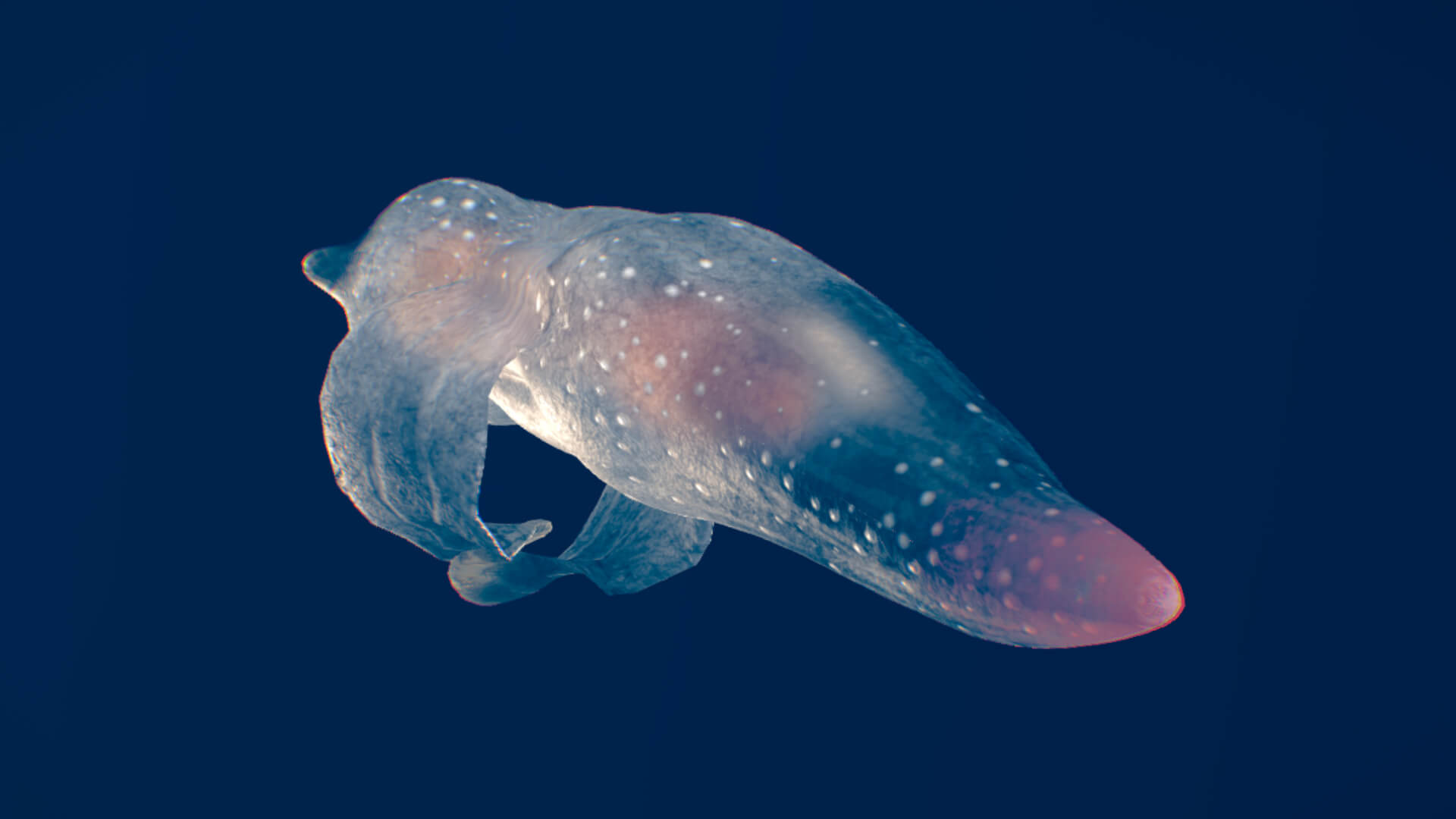 Sea Angel ( Animated 3D Model FBX ) by Nestaeric