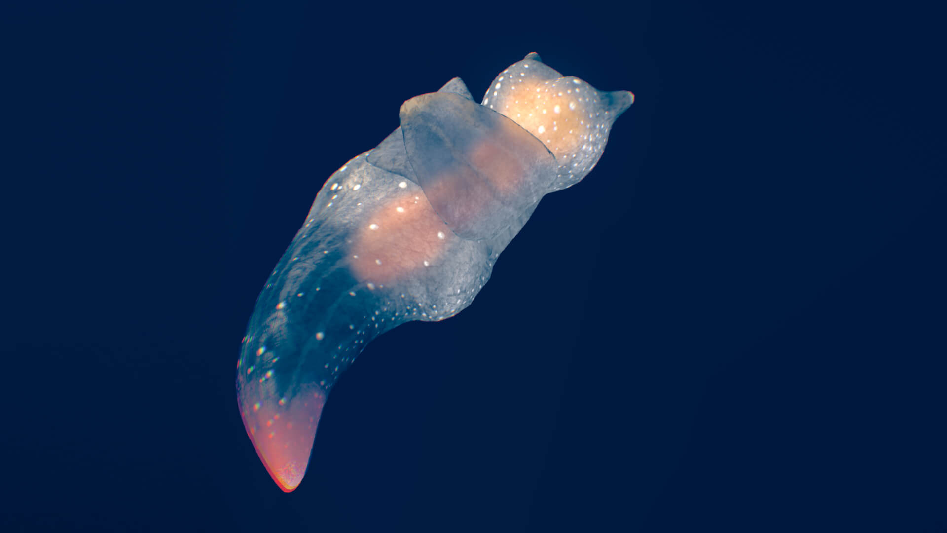 Sea Angel Wallpapers Hd Sea Angel Boat Club (2025) All You Need To