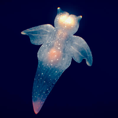 Sea Angel ( Animated 3D Model FBX ) by Nestaeric