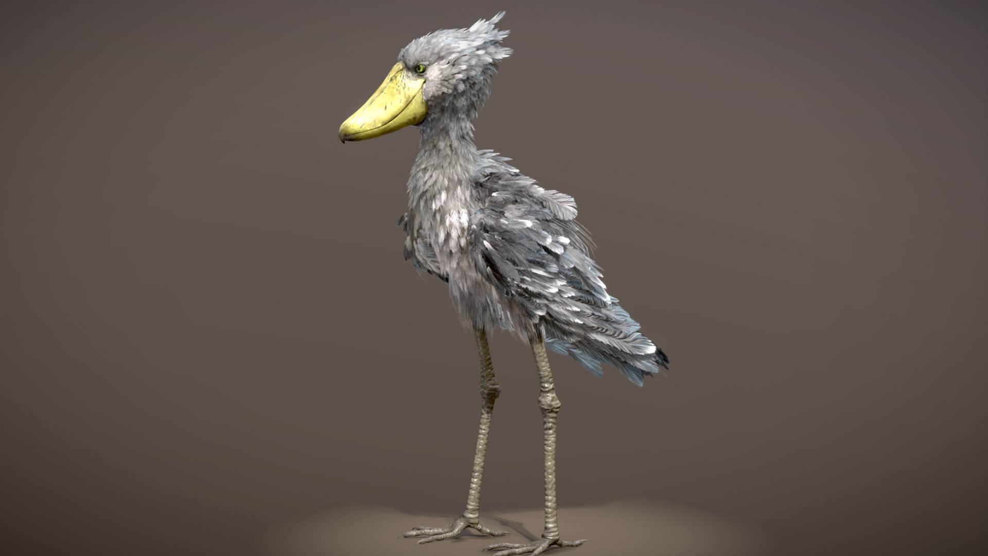 Shoebill 3D Model by Nestaeric