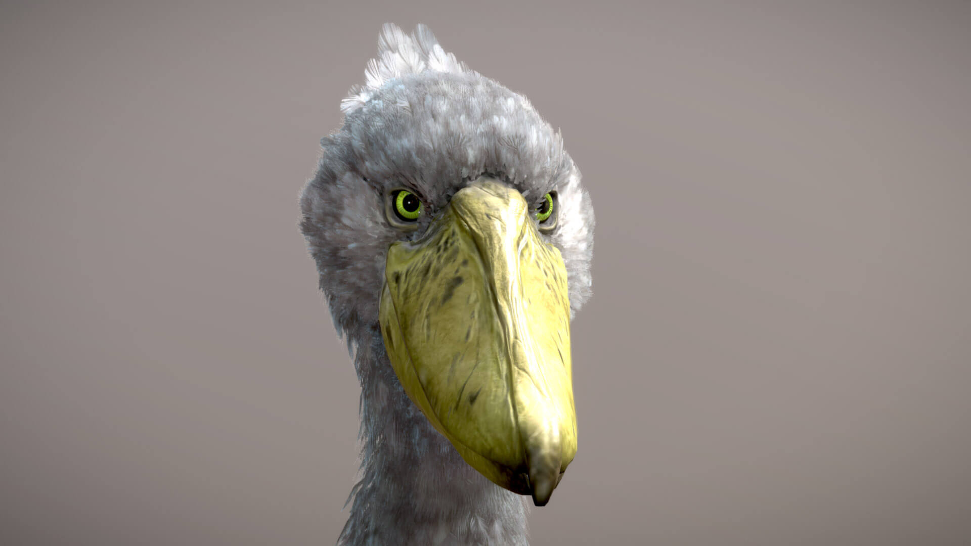 Shoebill 3D Model by Nestaeric