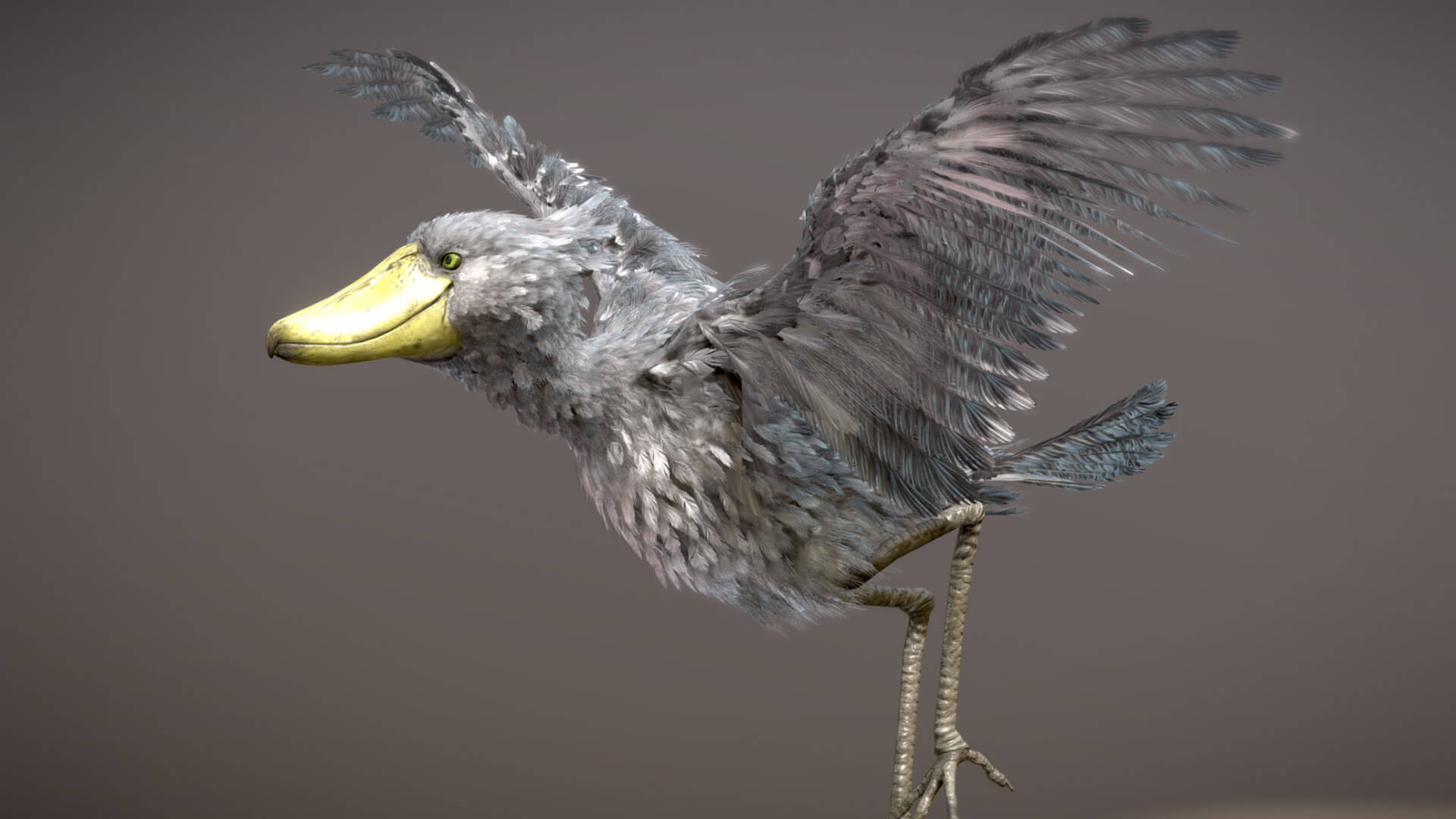Shoebill 3D Model by Nestaeric