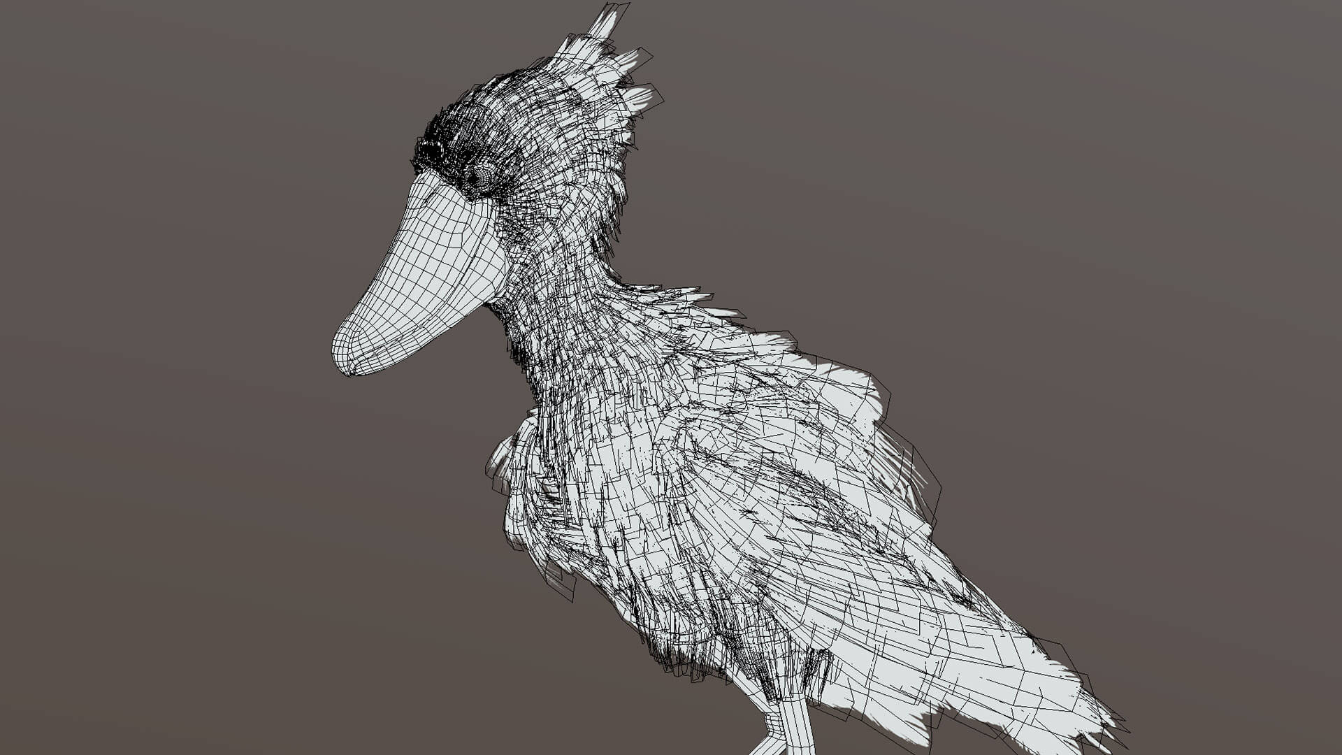 Shoebill 3D Model by Nestaeric