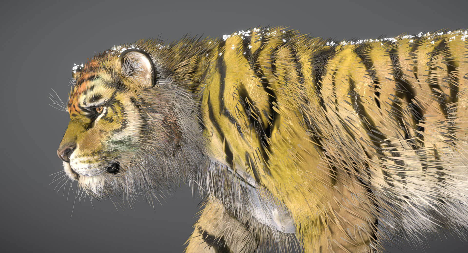 Siberian Tiger 3D Model by Nestaeric