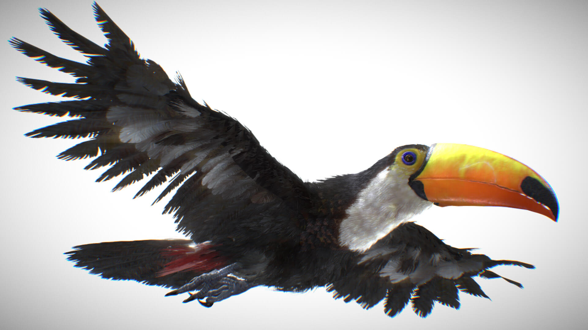 Toco Toucan 3D Model by Nestaeric