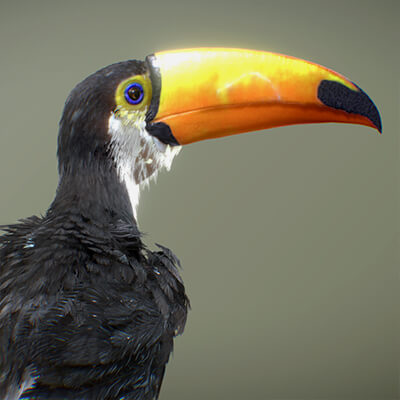 Uv Mapped Models | Birds | Toucans | RenderHub