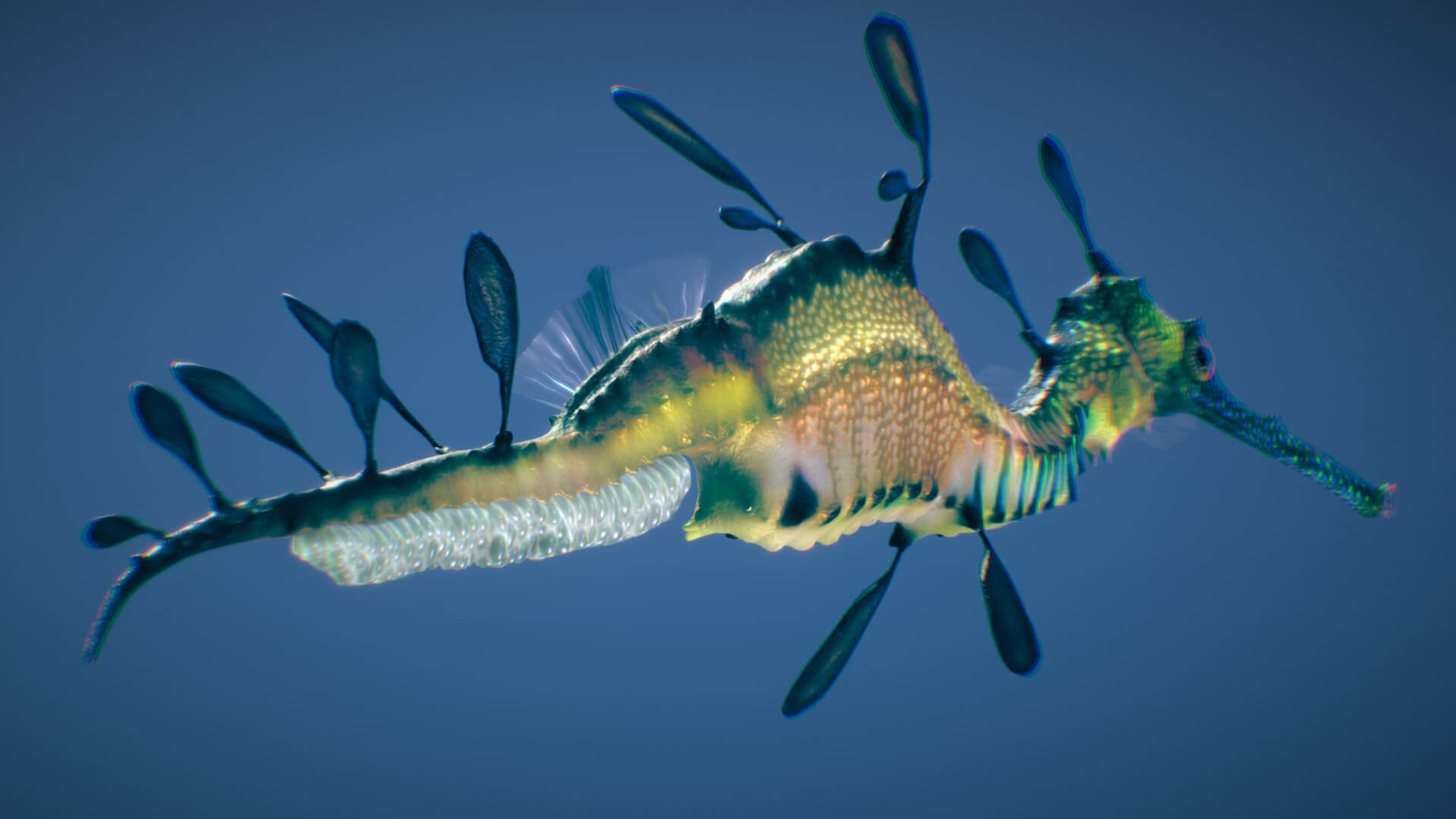 Weedy Seadragon 3D Model by Nestaeric