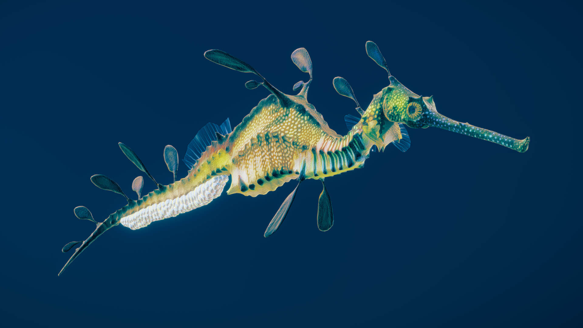 Weedy Seadragon 3D Model by Nestaeric