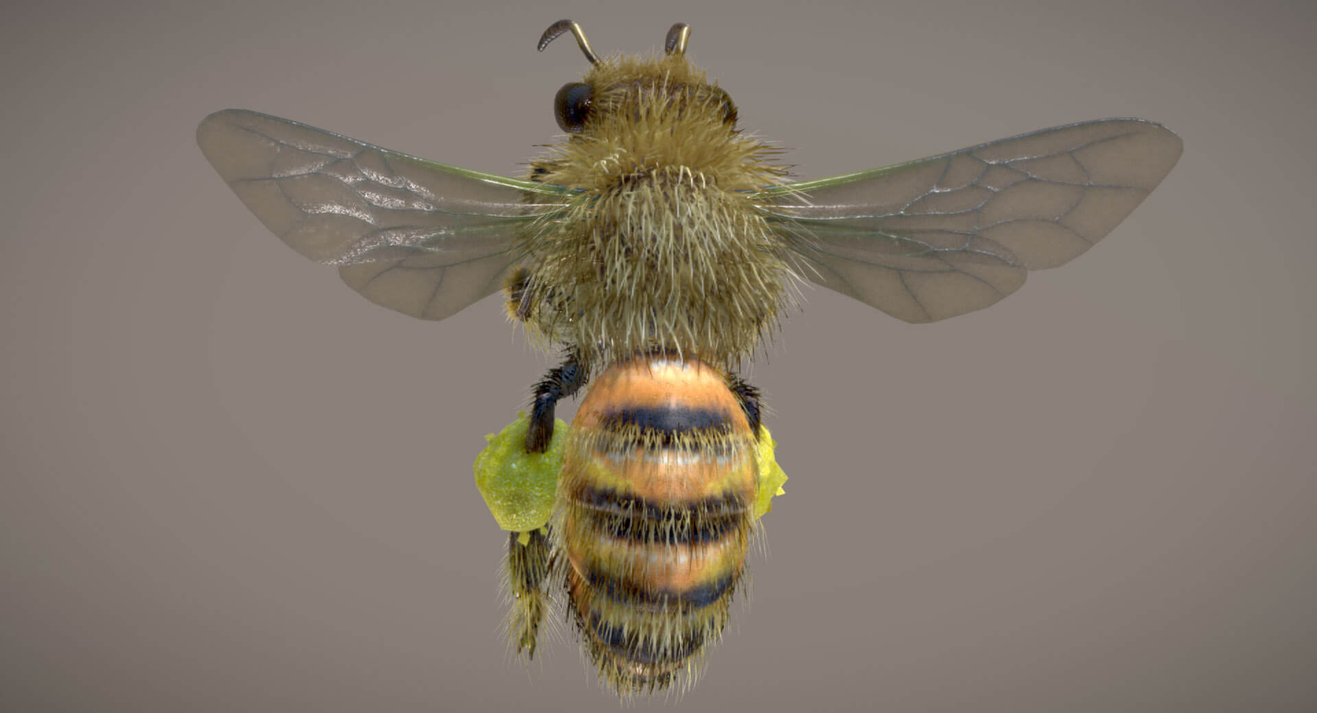 Western Honey Bee Worker 3D Model by Nestaeric