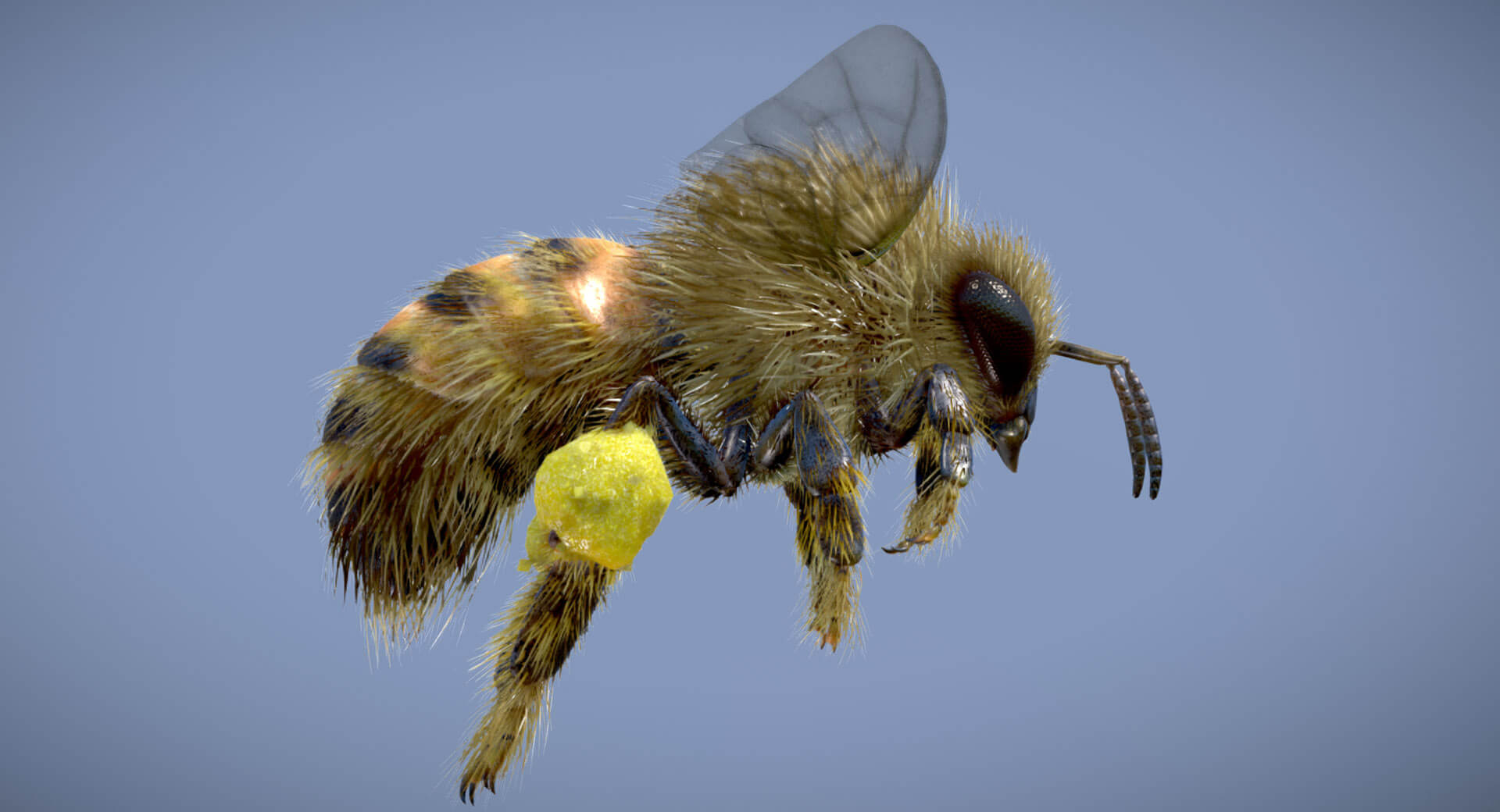 Western Honey Bee Worker 3D Model by Nestaeric