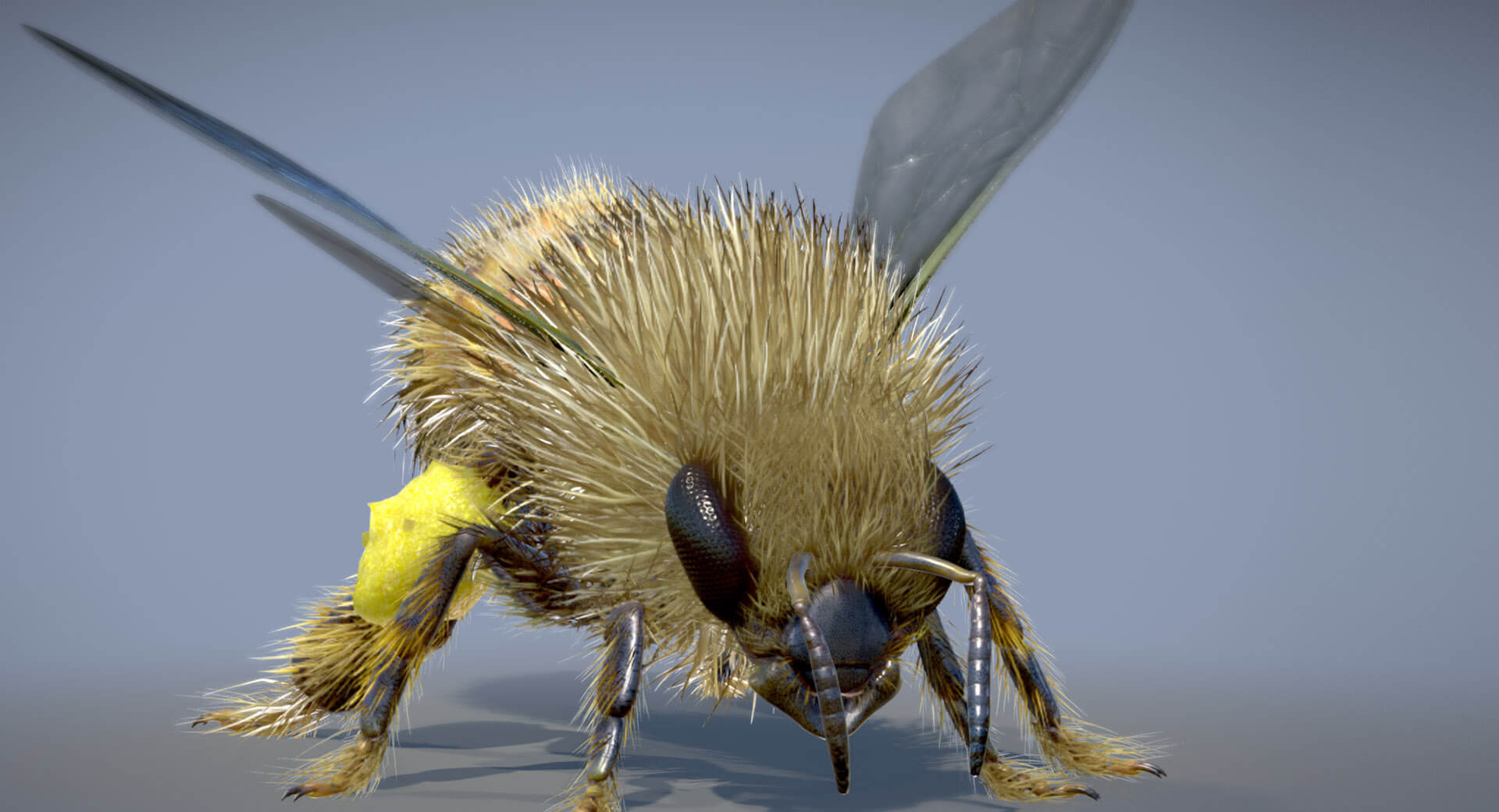 Western Honey Bee Worker 3D Model by Nestaeric