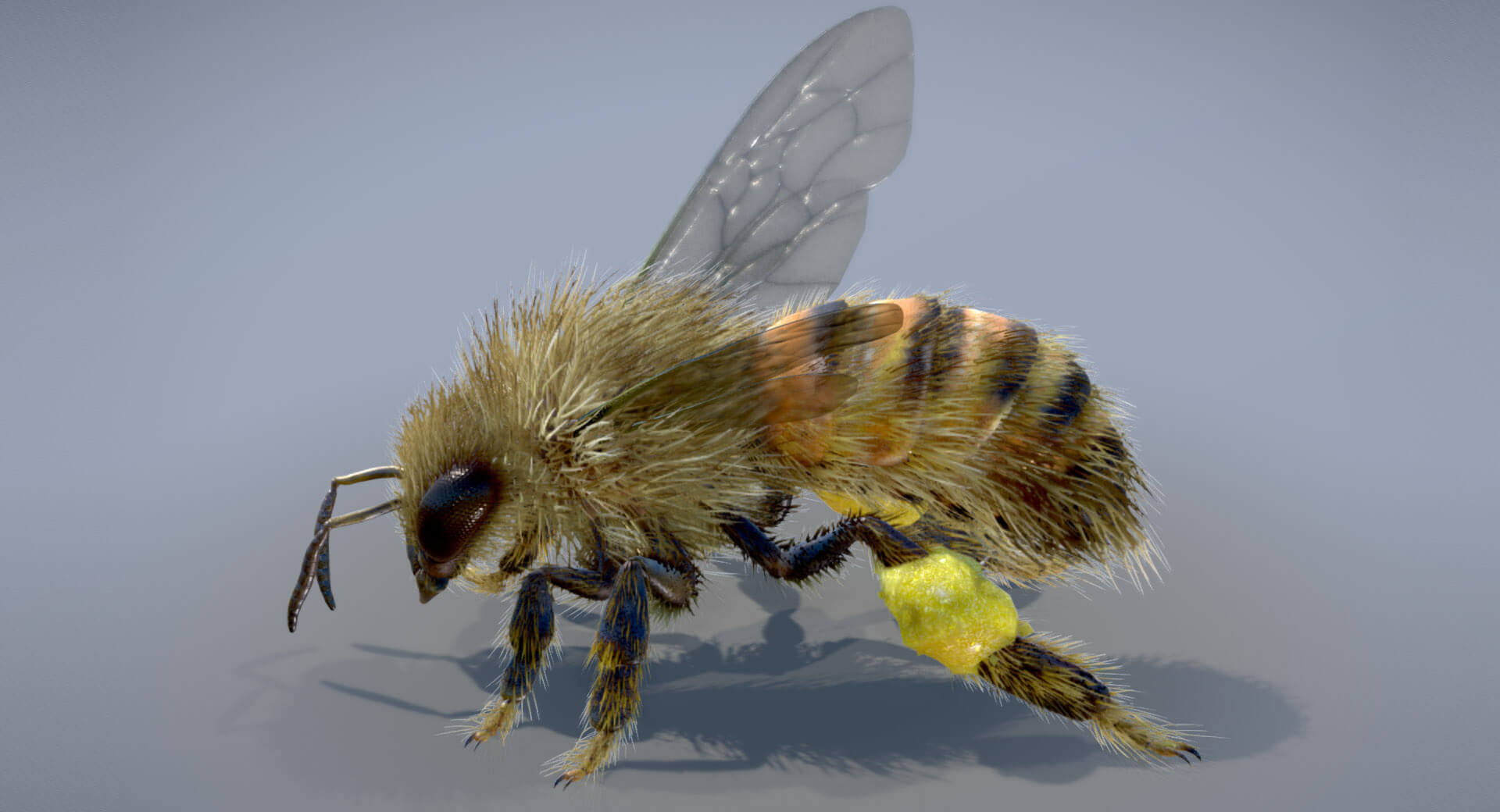 Western Honey Bee Worker 3D Model by Nestaeric