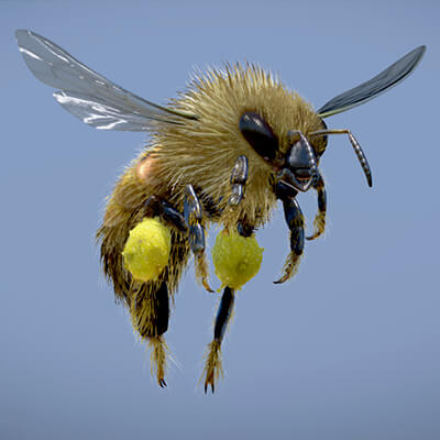Western Honey Bee Worker 3D Model by Nestaeric
