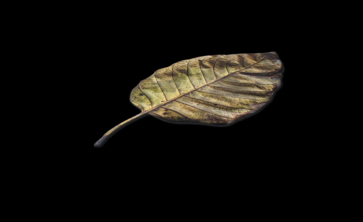 20 Leaf Material With Alpha Pack by netleon