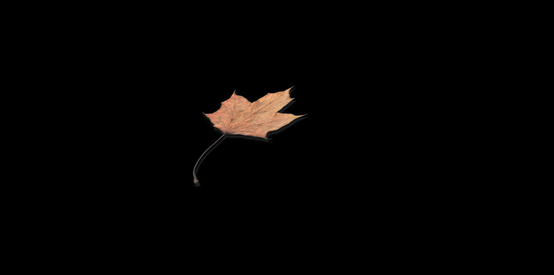 Leaf Materials With Alpha Vol.1 - 3D Material or Shader by netleon