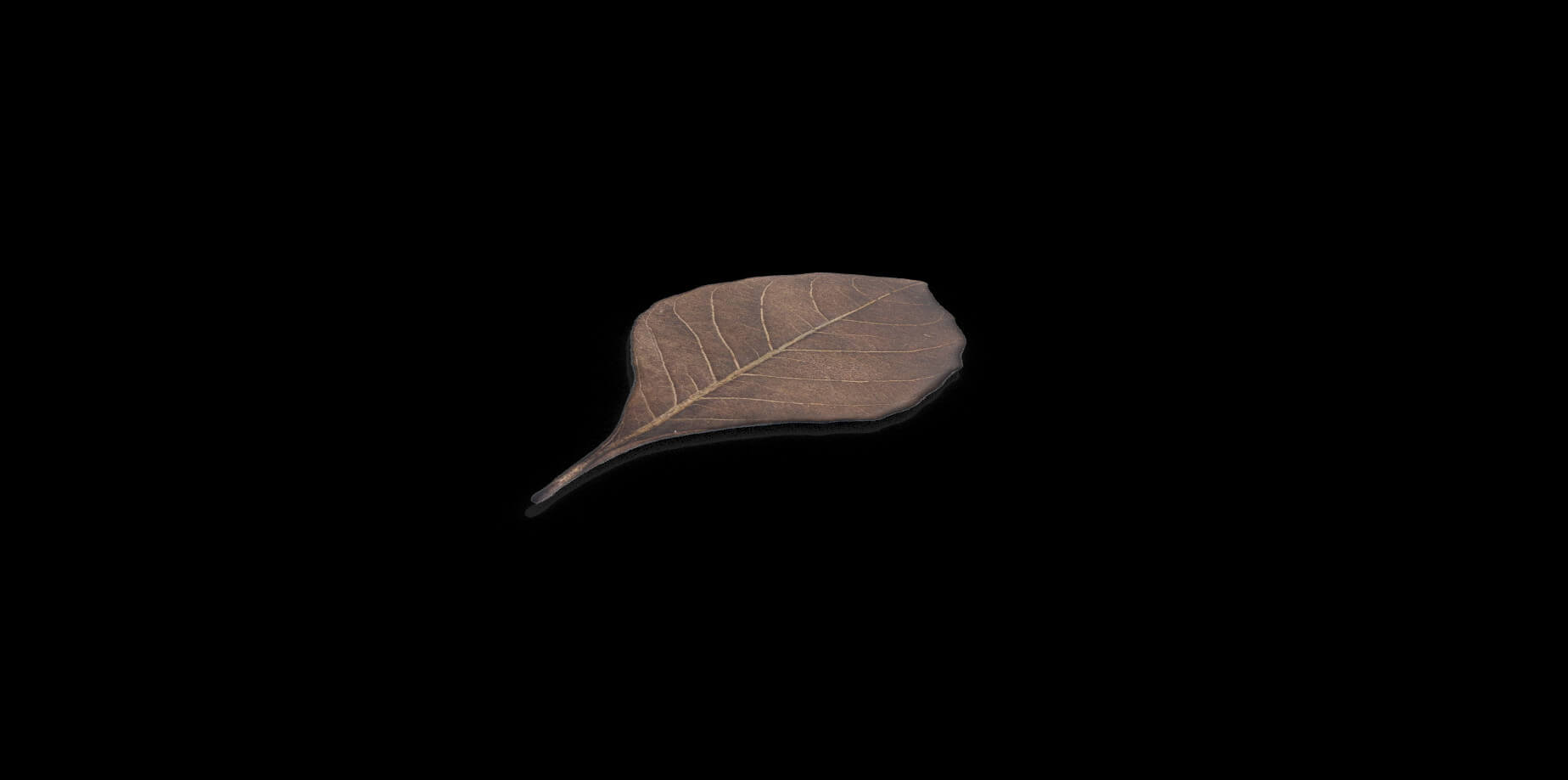 Leaf Materials With Alpha Vol.1 - 3D Material or Shader by netleon