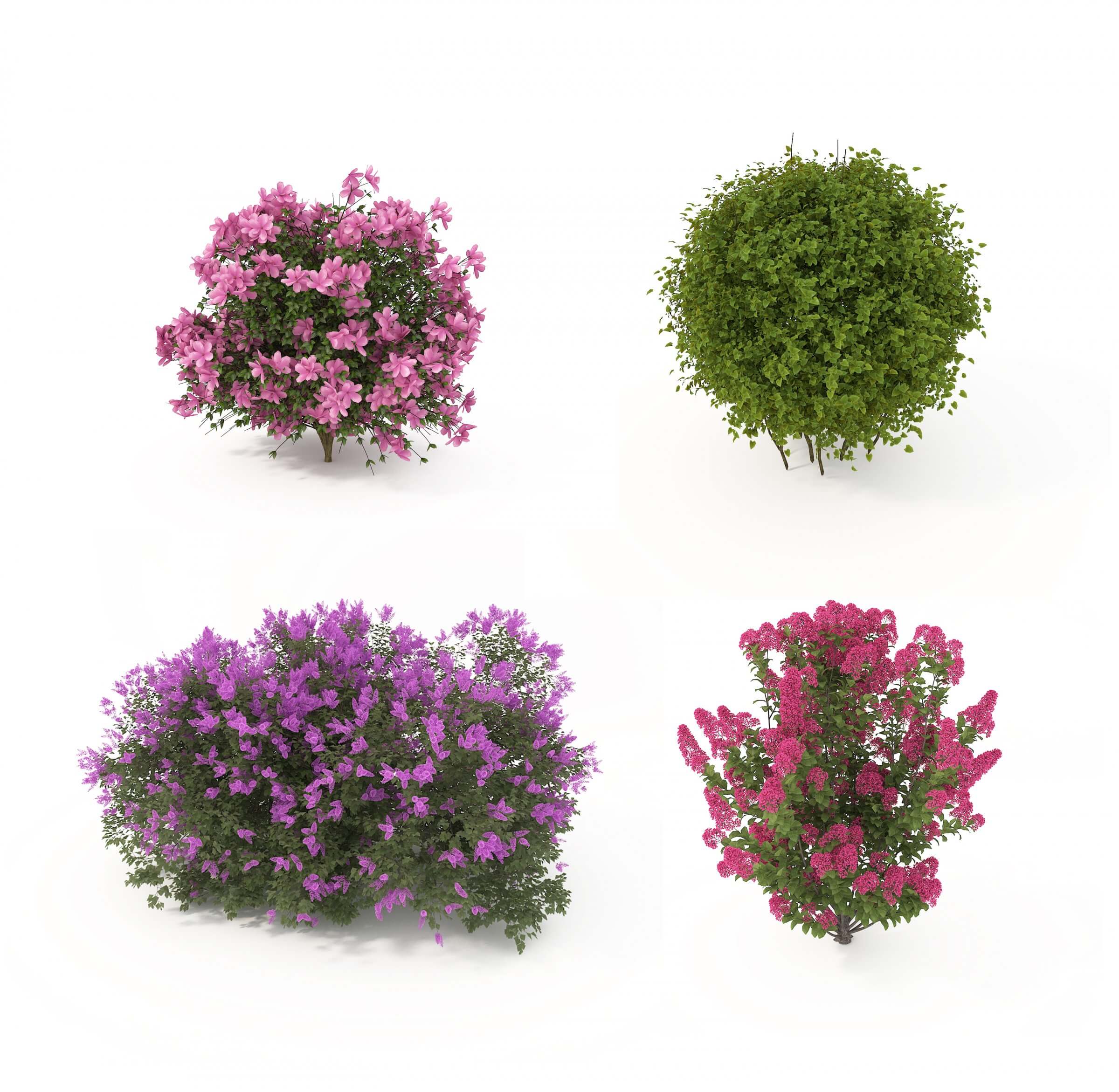 Realistic Shrub Bush Flower Set - 3D Model by nhattuankts