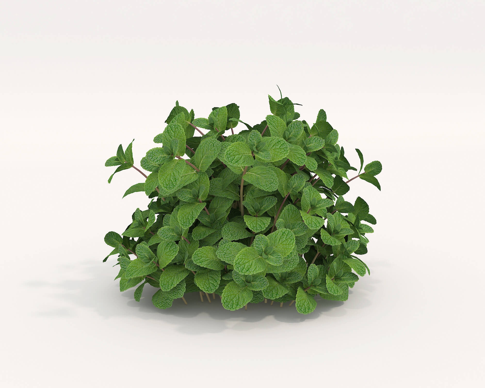 Realistic Shrub Bush Set 5 - 3D Model by nhattuankts