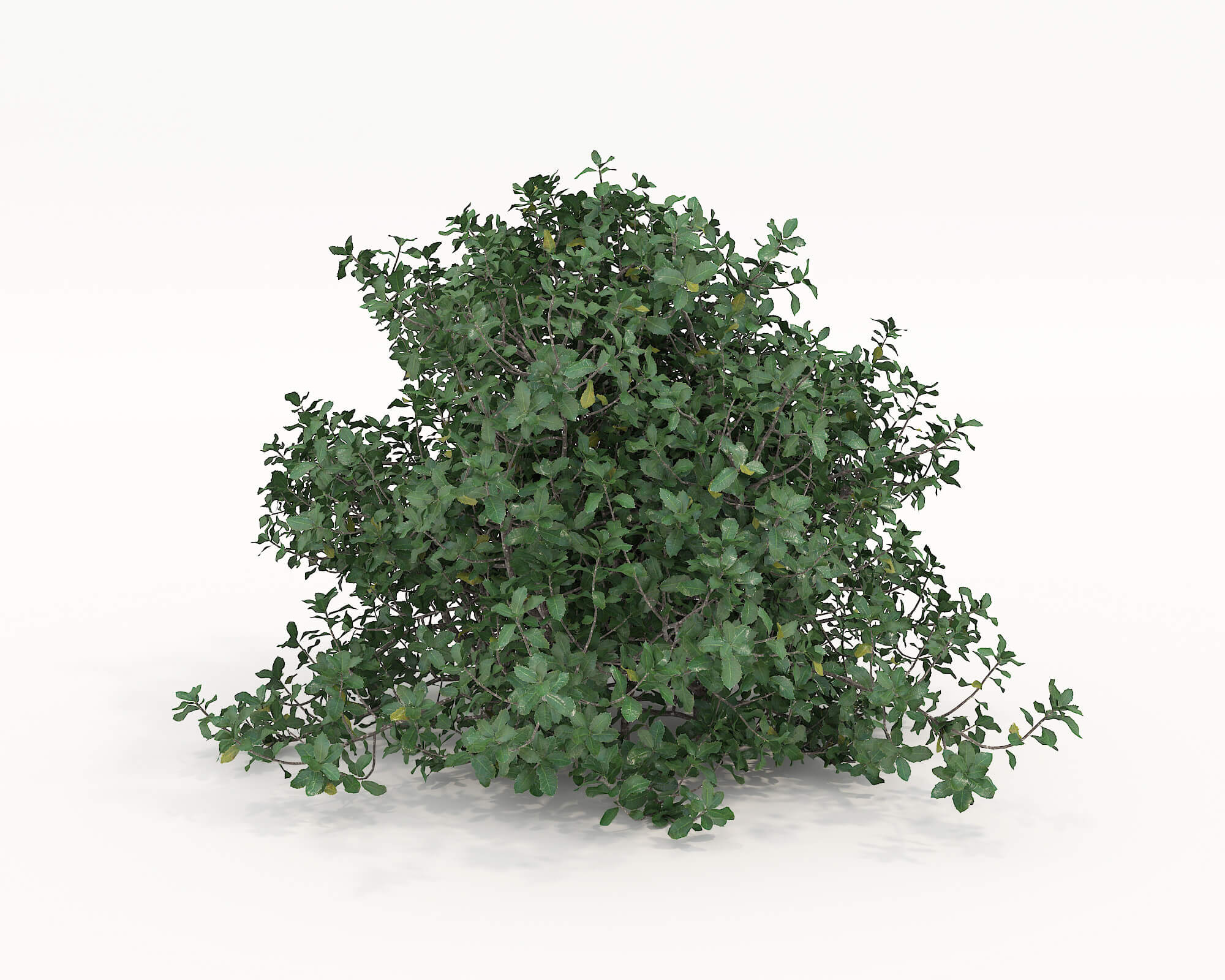 Realistic Shrub Bush Set 5 - 3D Model by nhattuankts
