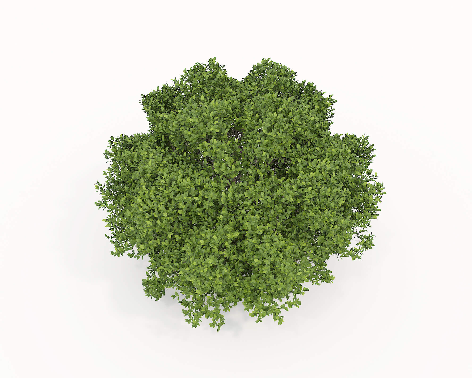 Realistic Shrub Bush Set 5 - 3D Model by nhattuankts