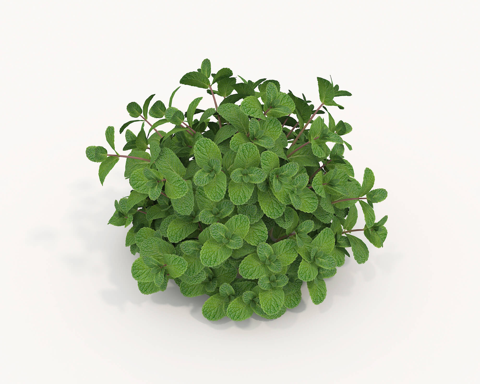 Realistic Shrub Bush Set 5 - 3D Model by nhattuankts