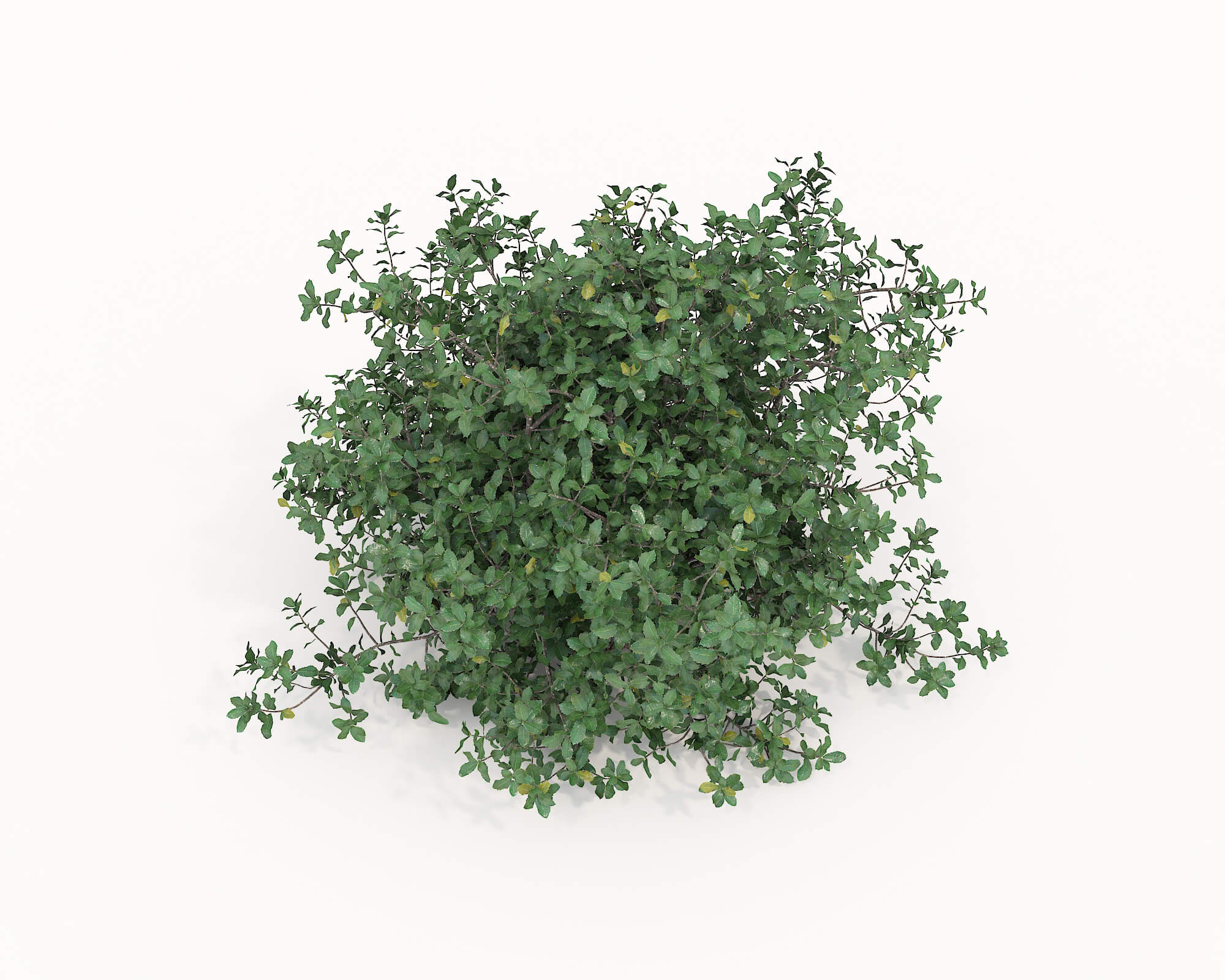 Realistic Shrub Bush Set 5 - 3D Model by nhattuankts