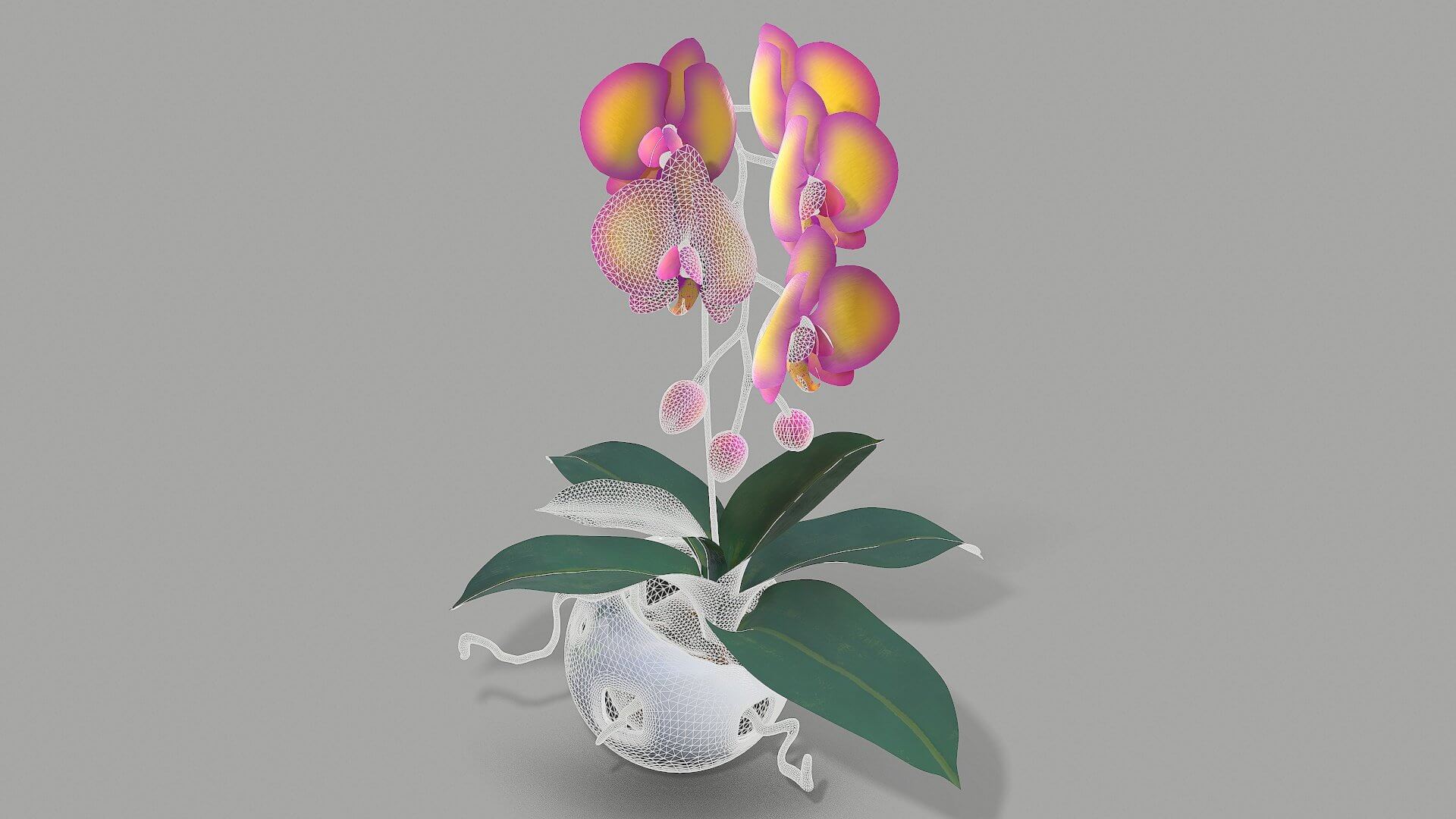 Falenopsis - 3D Model by Nicu_Tepes
