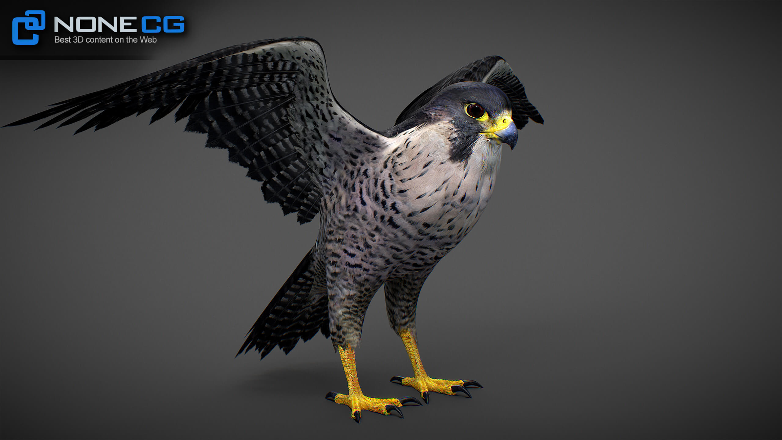 Animated Falcon - 3D Model by NoneCG