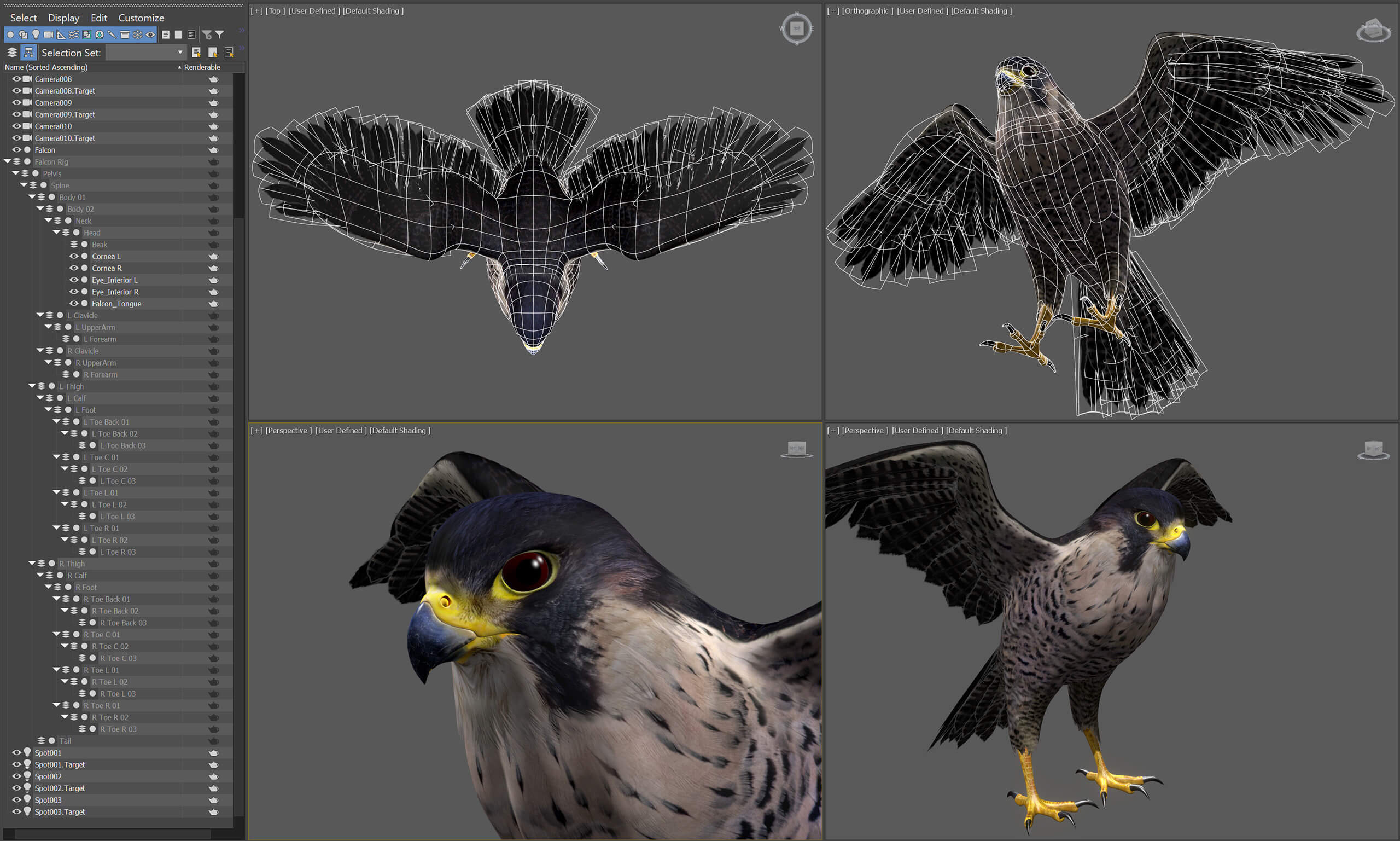 Animated Falcon - 3D Model by NoneCG
