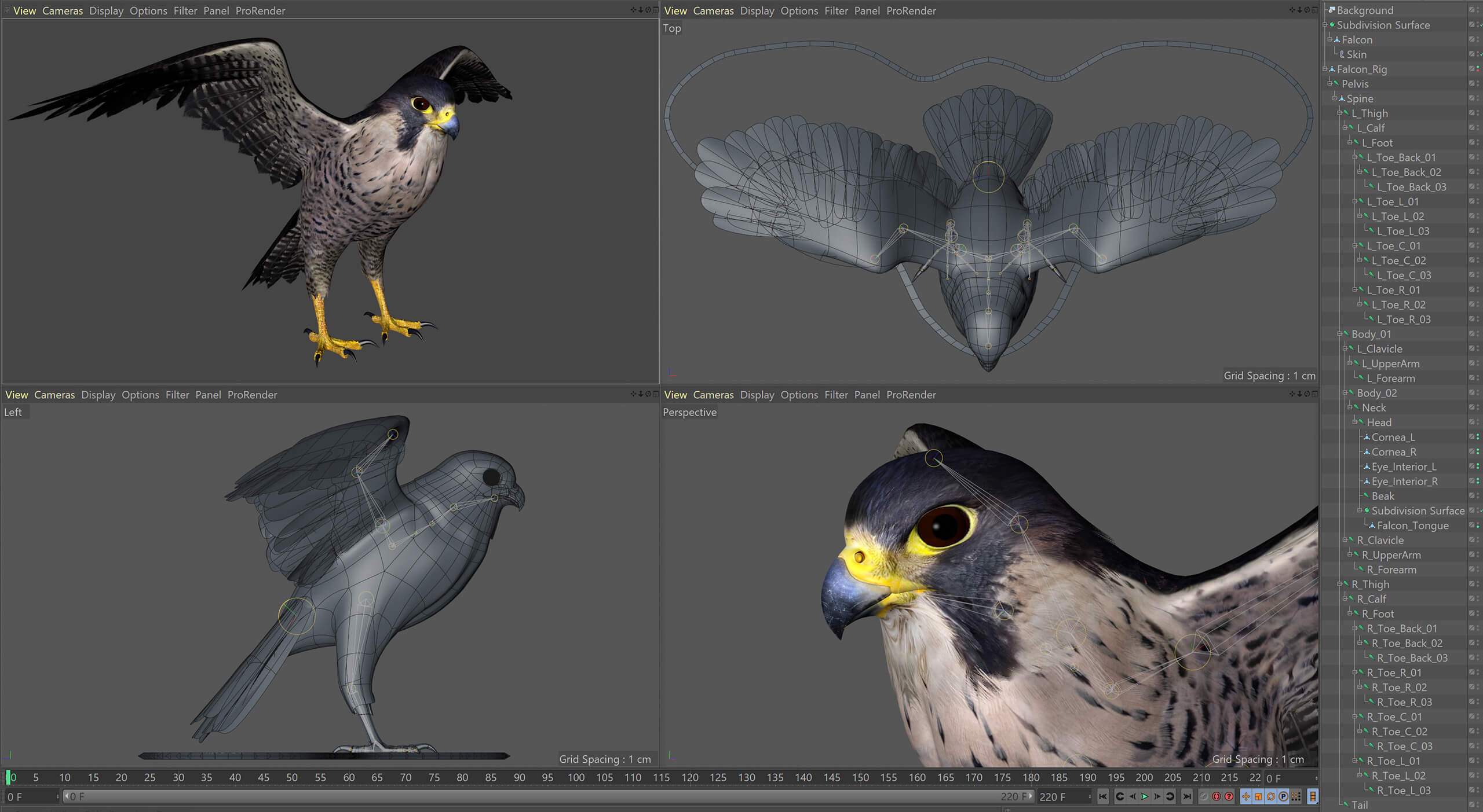 Animated Falcon - 3D Model by NoneCG
