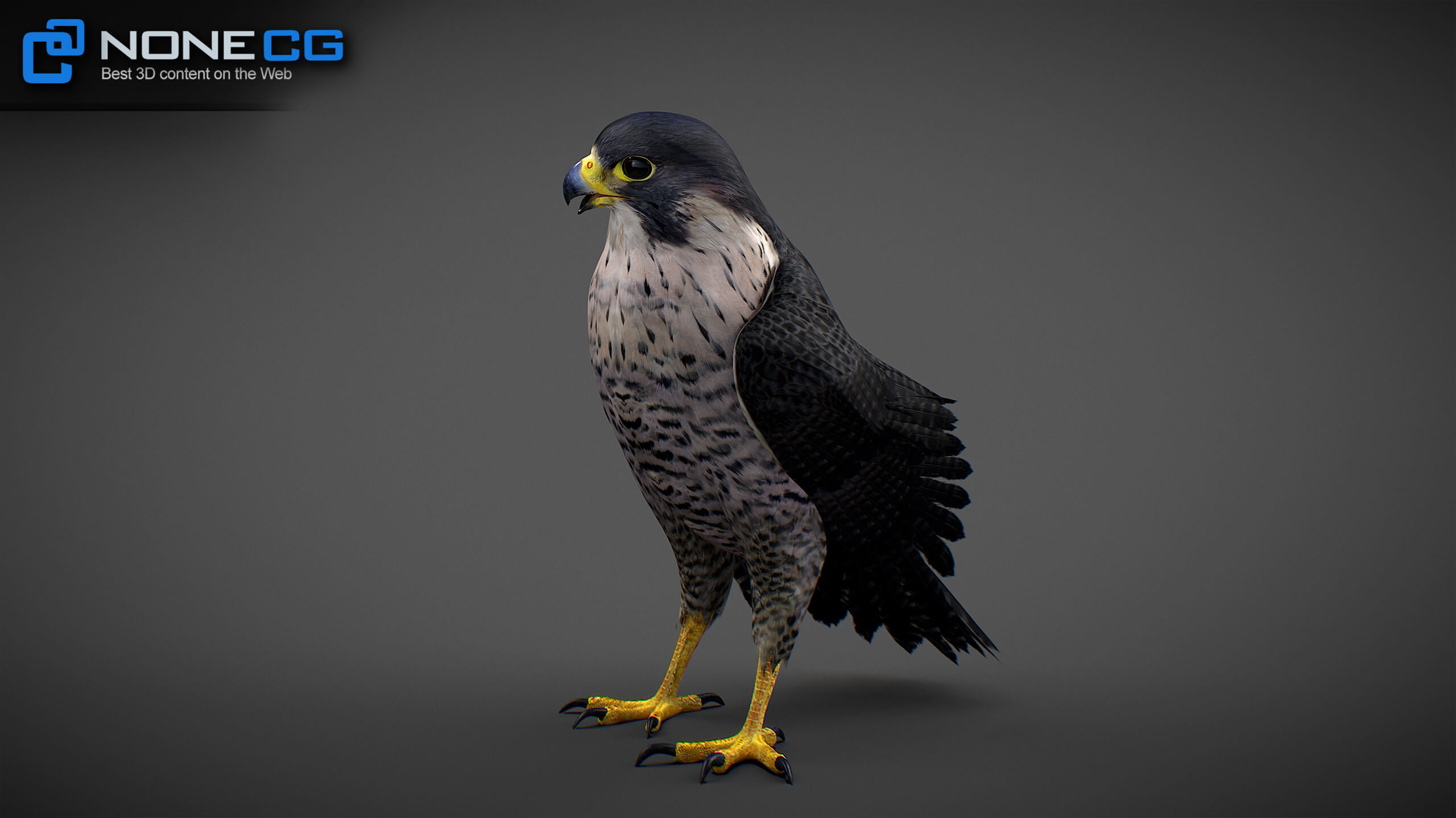 Animated Falcon - 3D Model by NoneCG