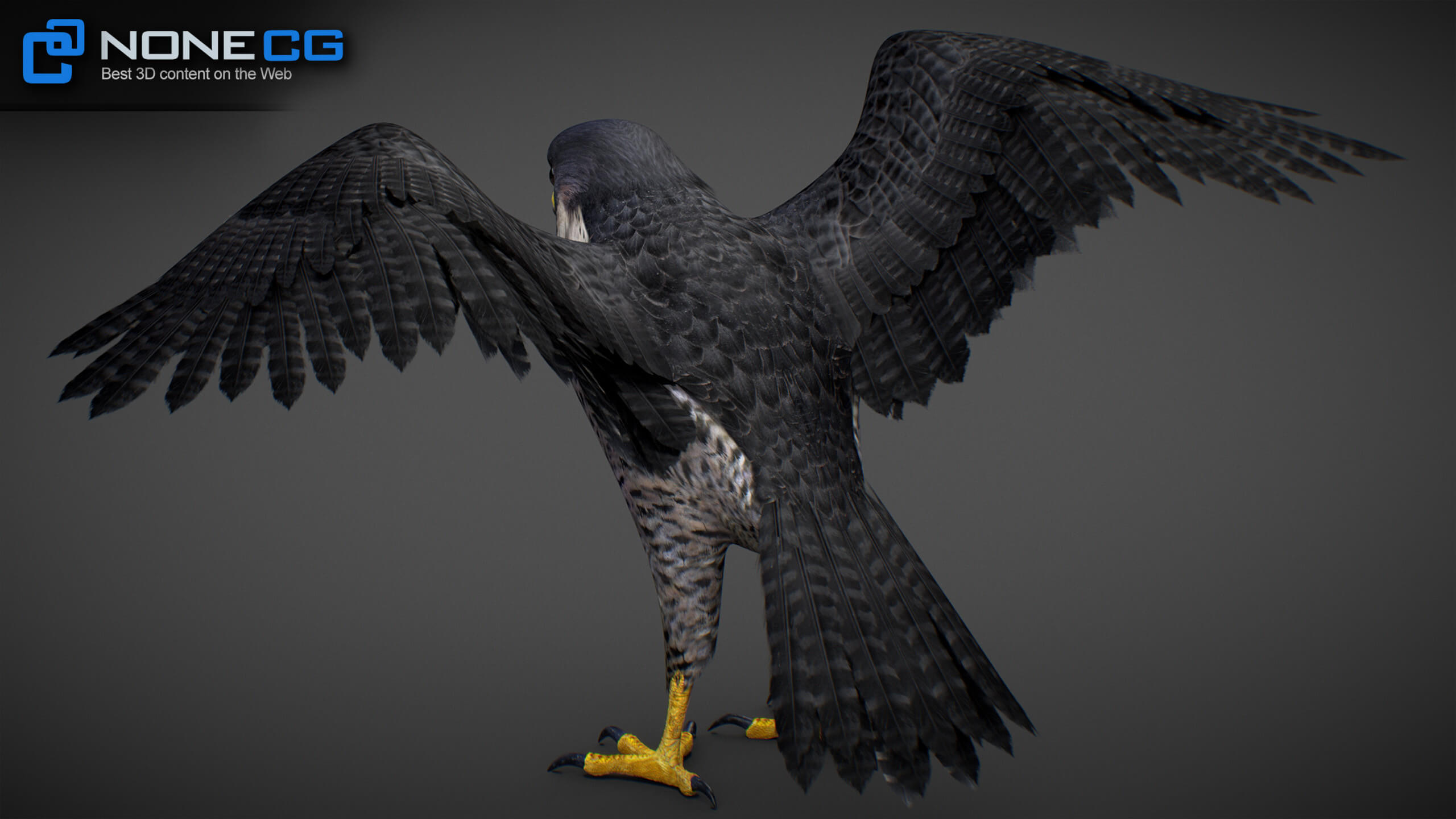 Animated Falcon - 3D Model by NoneCG
