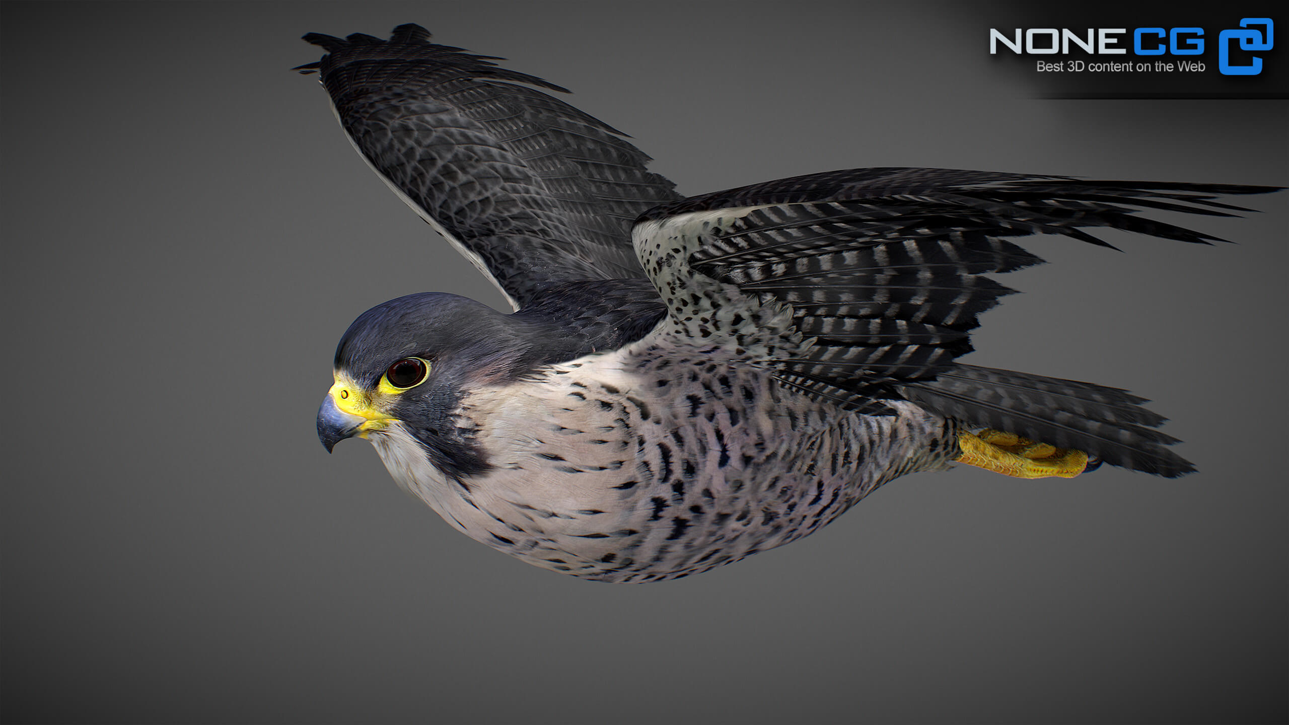 Animated Falcon - 3D Model by NoneCG