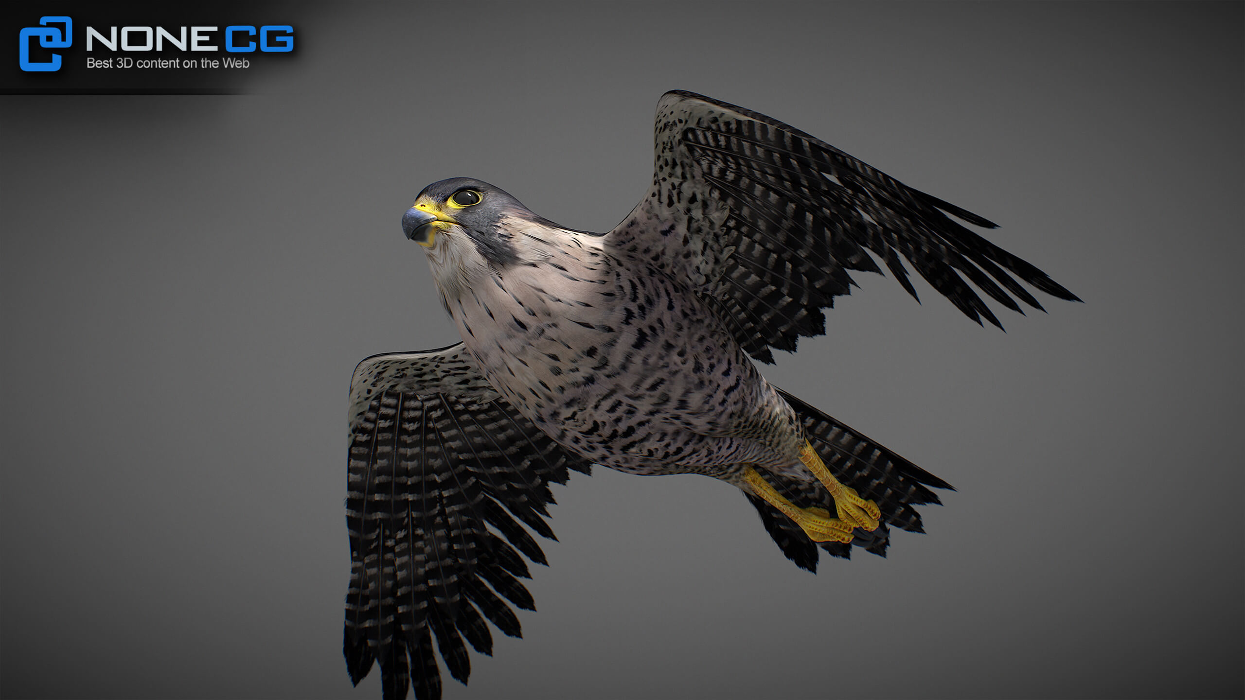 Animated Falcon - 3D Model by NoneCG