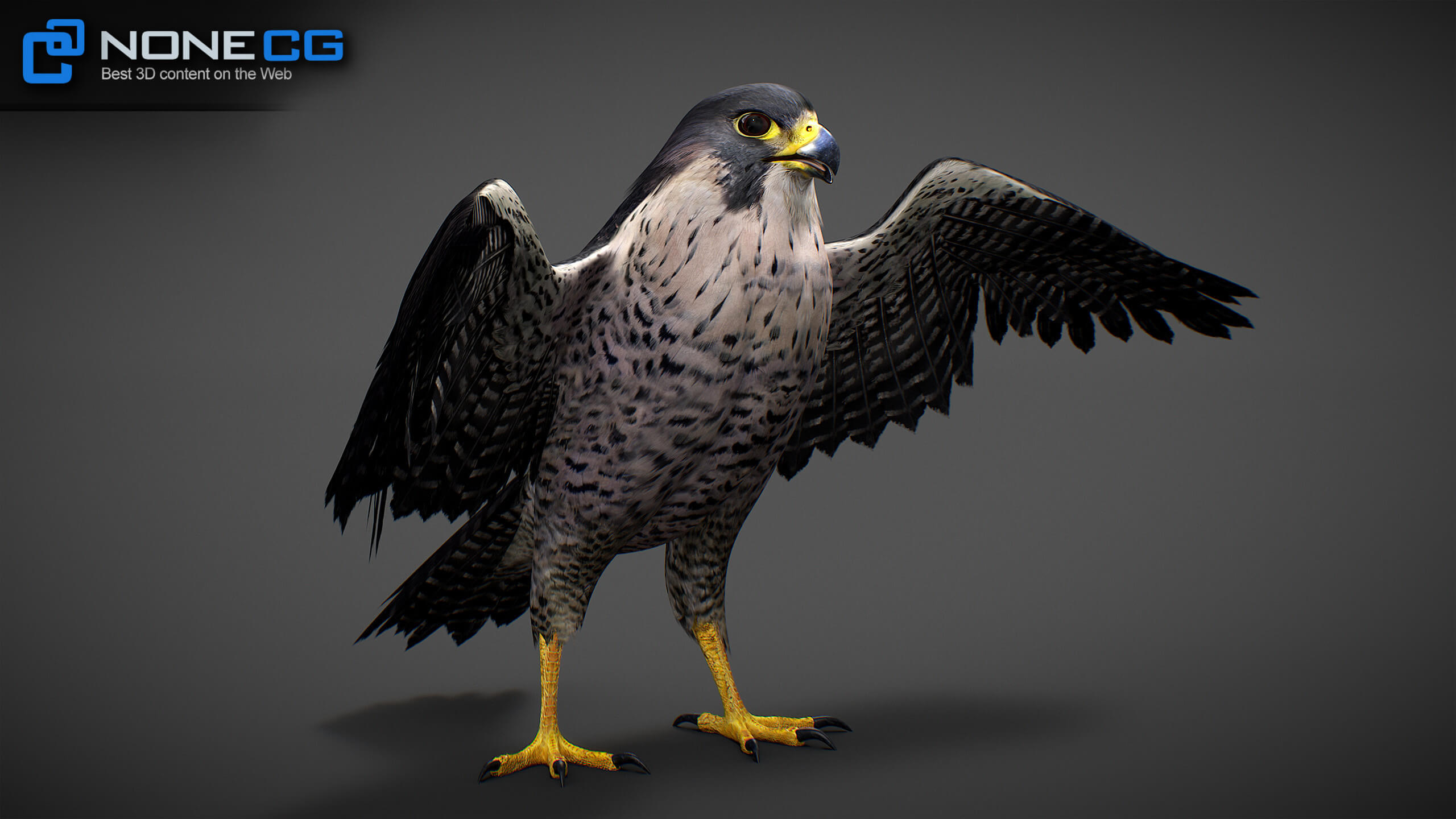 Animated Falcon - 3D Model by NoneCG