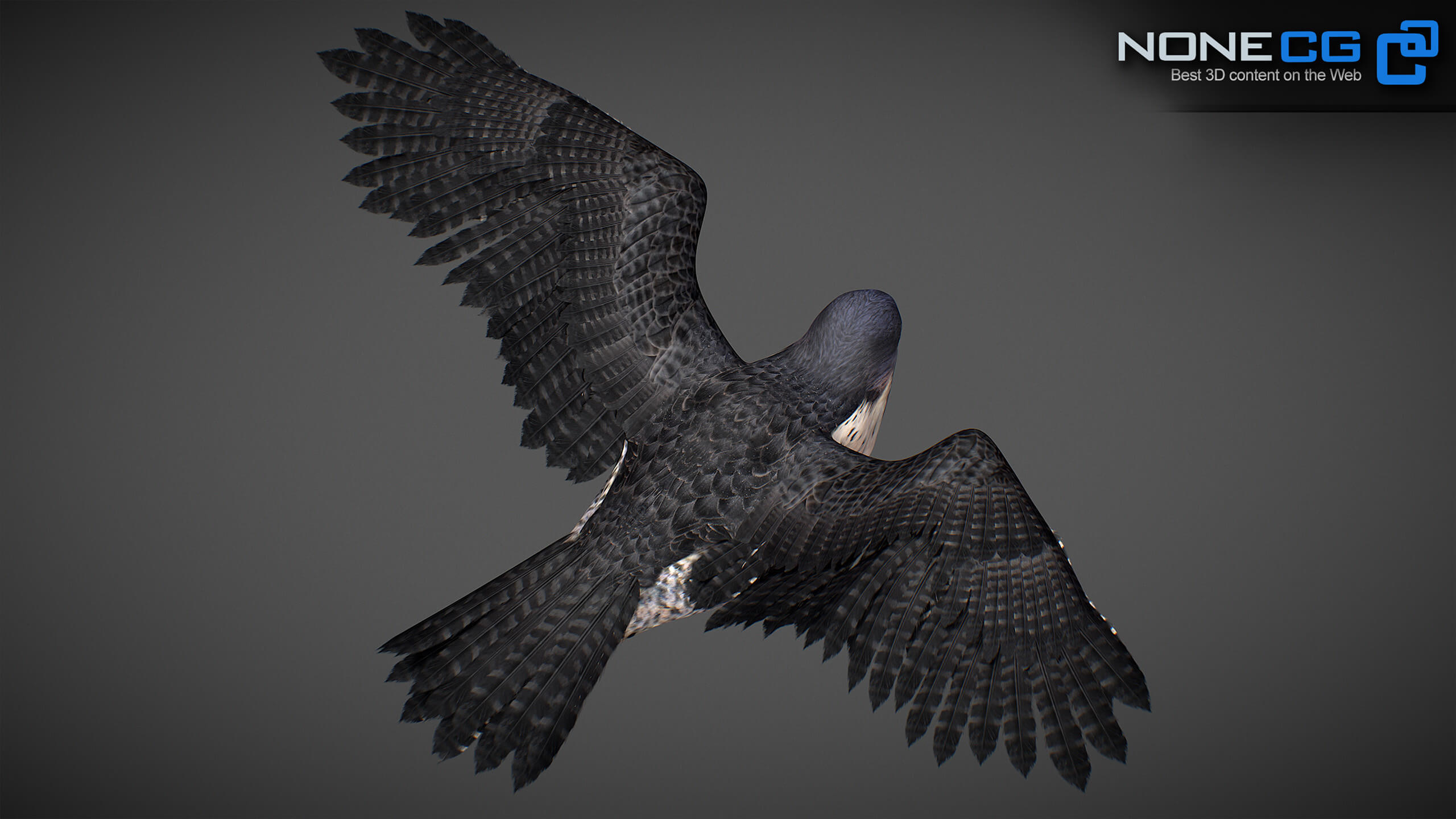 Animated Falcon - 3D Model by NoneCG