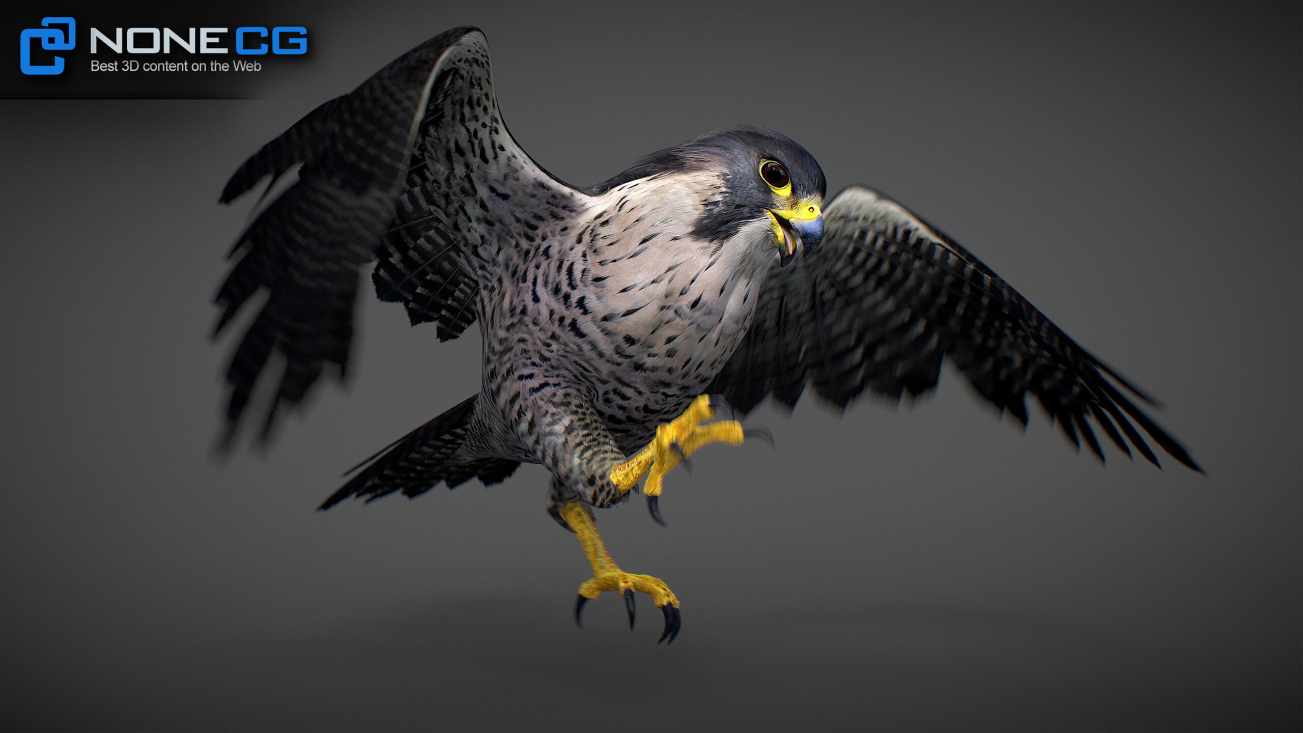 Animated Falcon - 3D Model by NoneCG