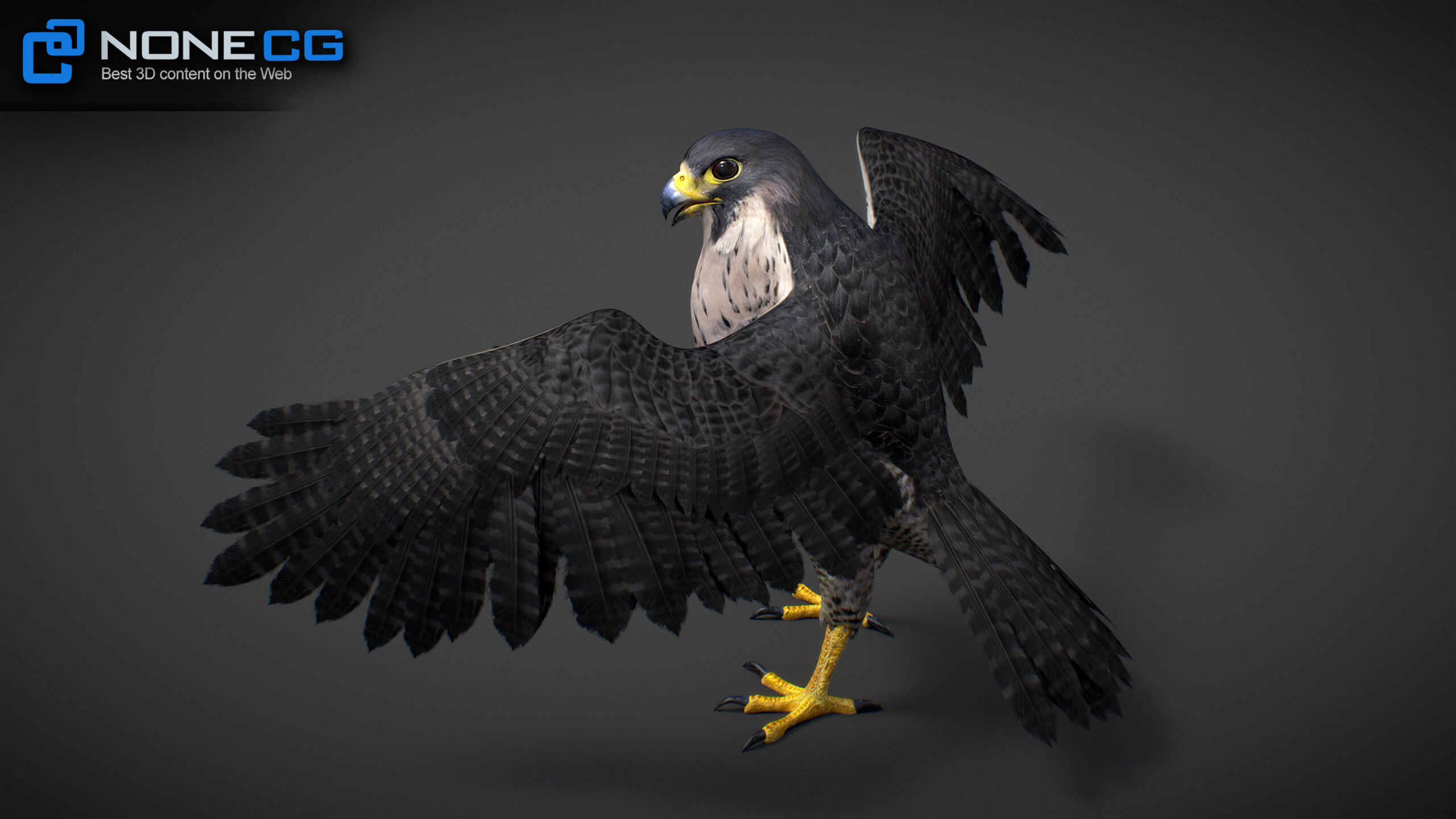 Animated Falcon - 3D Model by NoneCG