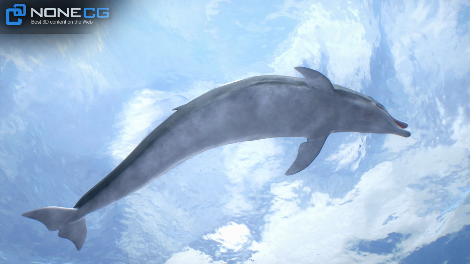Animated Bottlenose Dolphin - 3D Model by NoneCG
